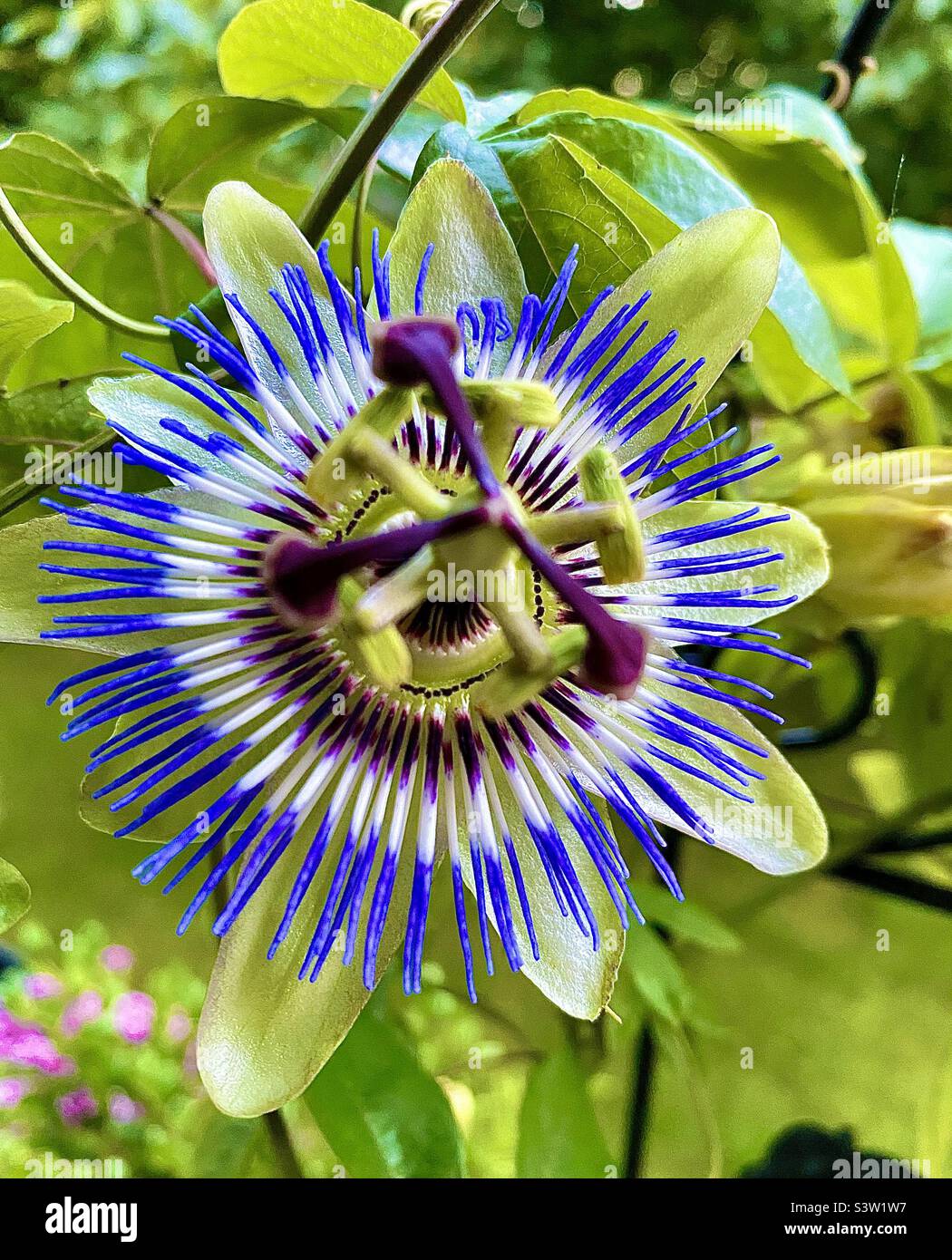 Blue Passion Flower Close Up, Beautiful And High Quality, Blooming ...