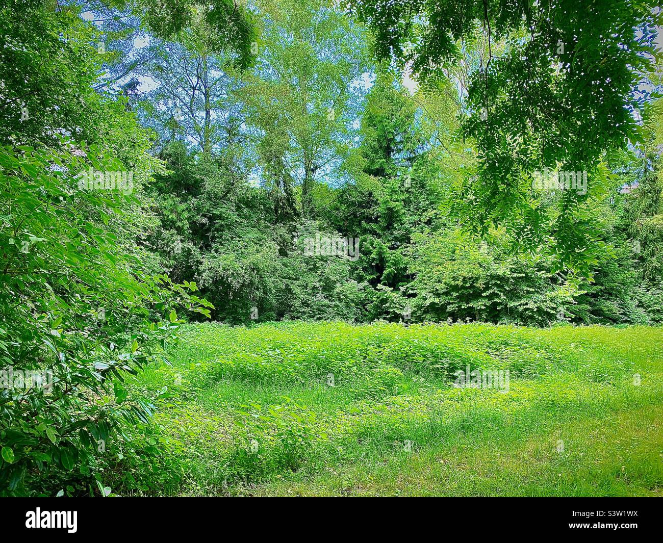 Vibrant Lively Glade, Beautiful Green Spot In Nature, Clearing In The ...