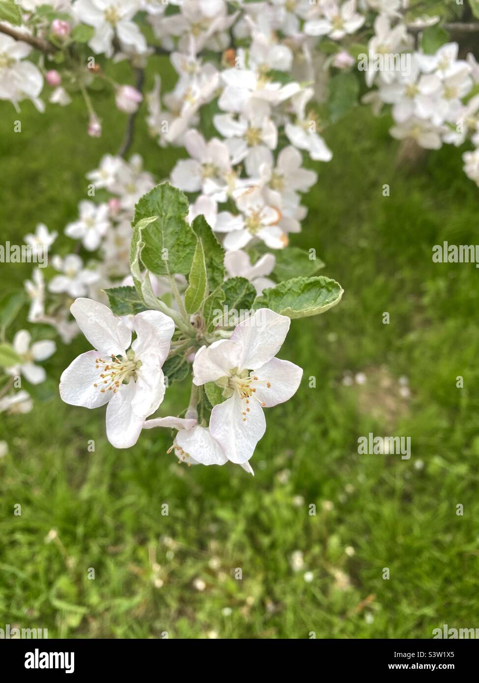 Most beautiful white flowers hi-res stock photography and images - Alamy