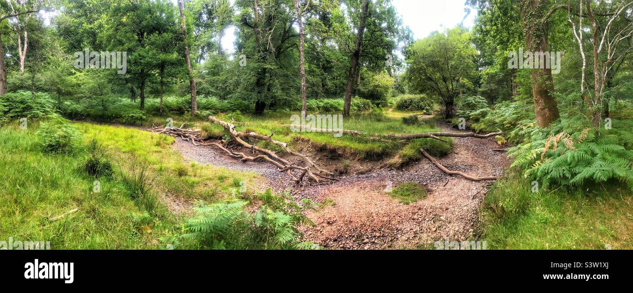 “Flechs Water” stream dried up in a drought exposing the stream bed ...