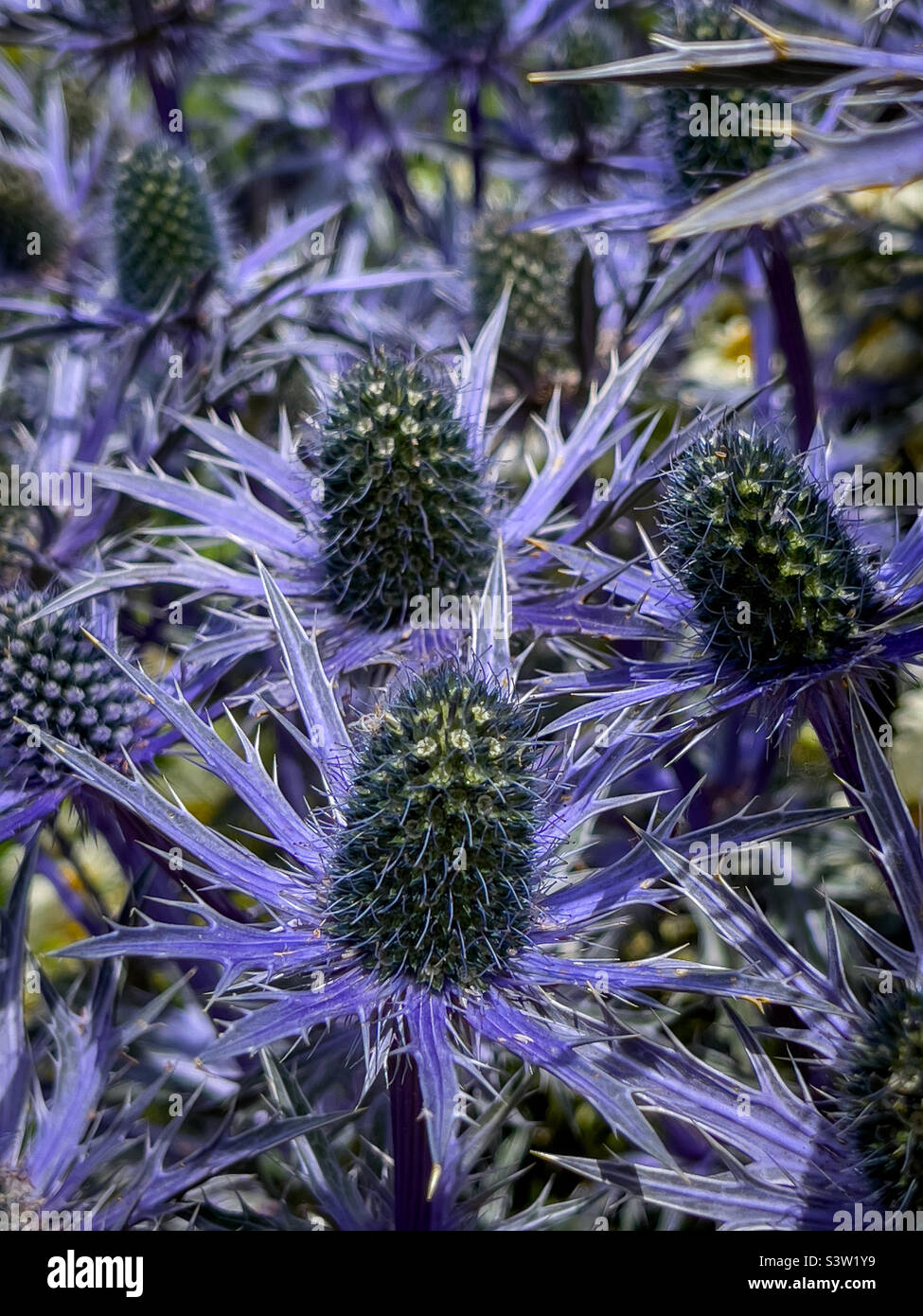 Blue spiky flowers hi-res stock photography and images - Alamy