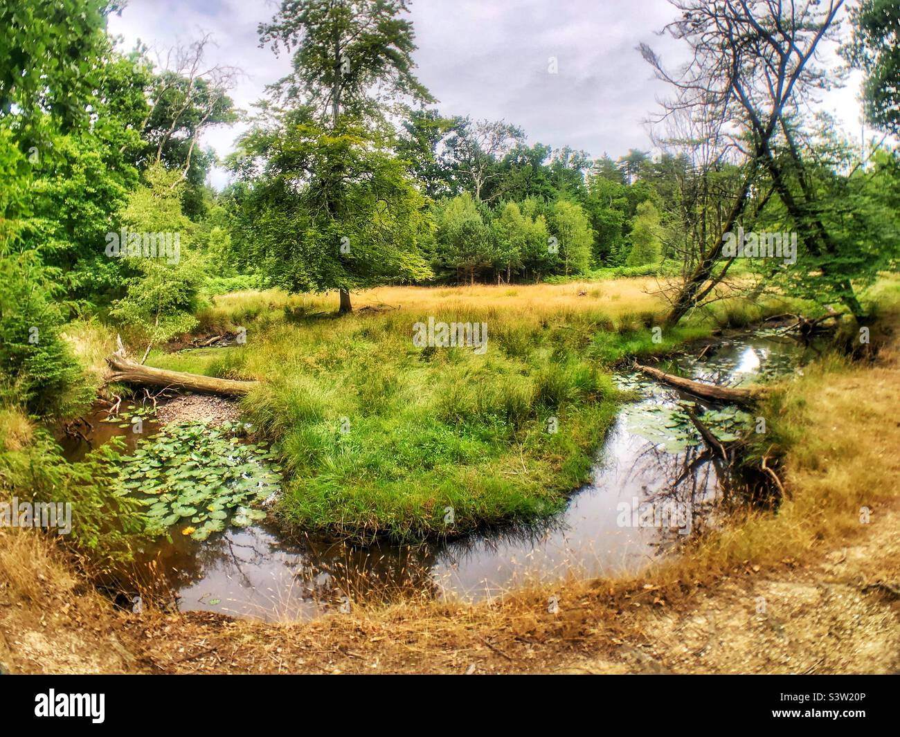 Winding “Blackwater” stream in the New Forest National Park Hampshire ...
