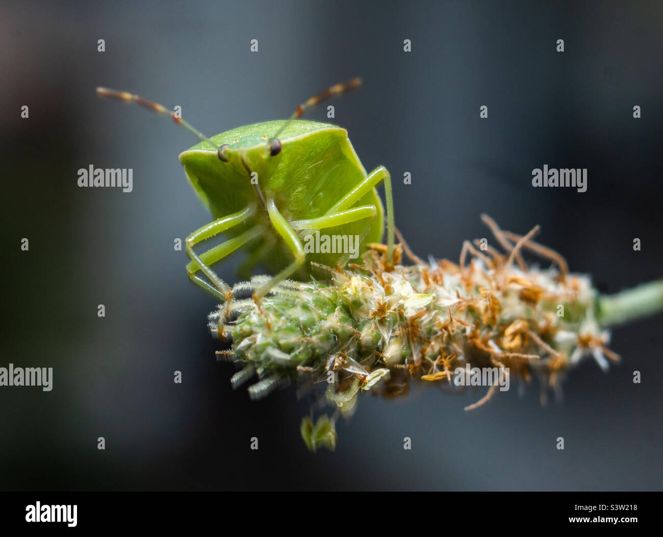 Animales hi-res stock photography and images - Alamy