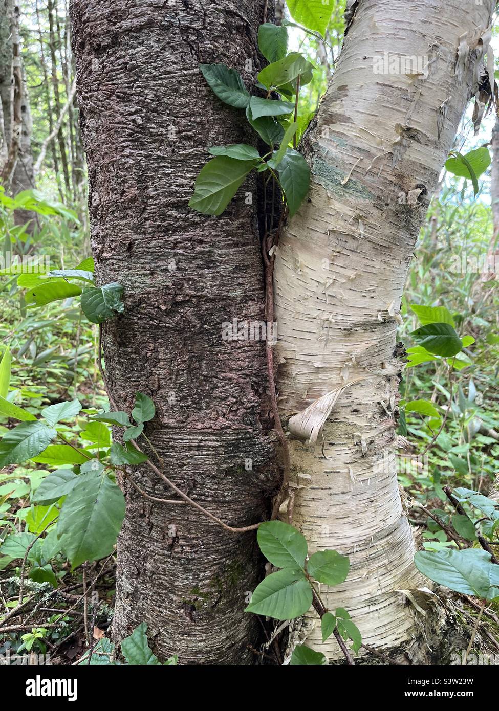 Black pine tree trunk next to white birch trunk Stock Photo - Alamy