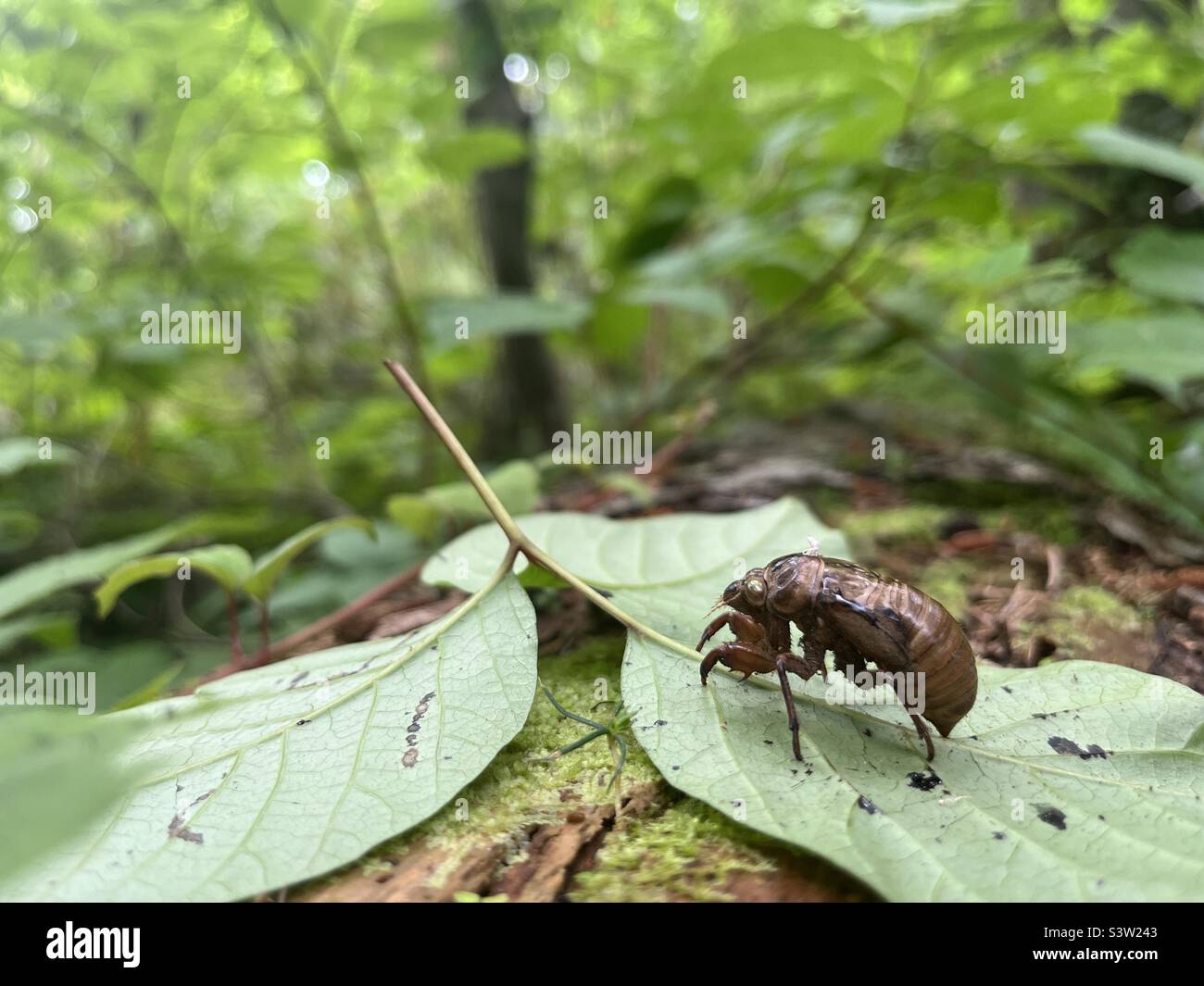 Cicada exoskeleton hi-res stock photography and images - Alamy