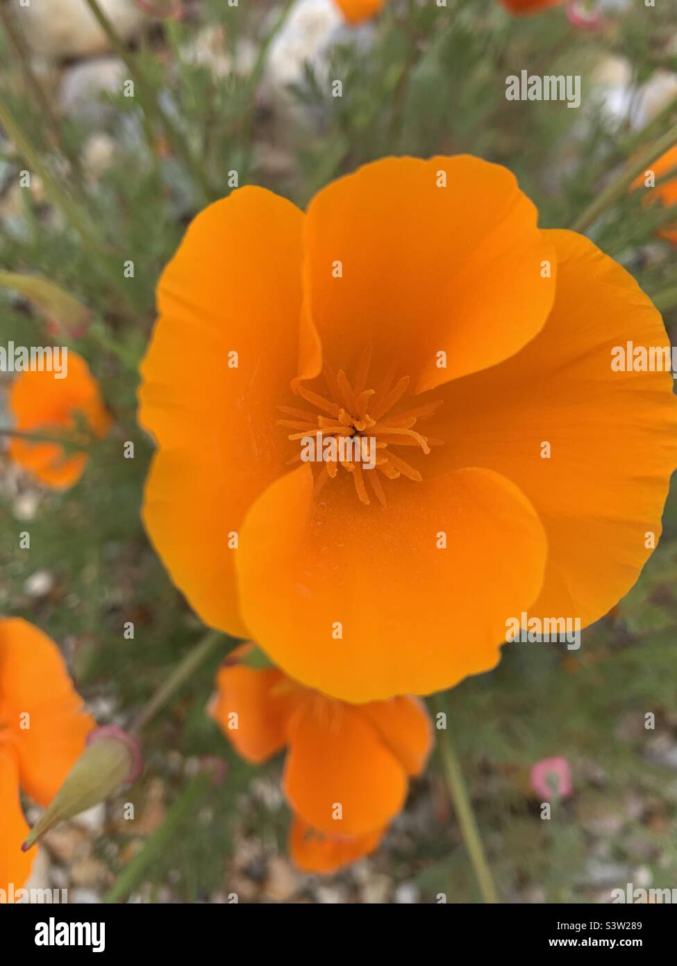 Bright orange poppy Stock Photo - Alamy