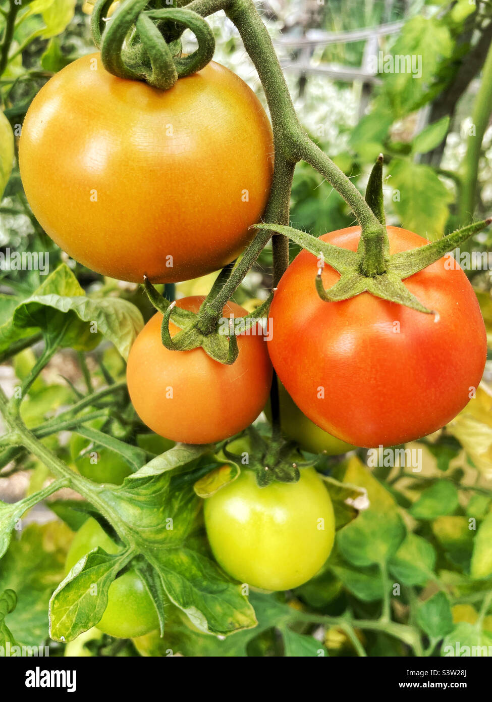 Ripening tomatoes on the vine Stock Photo - Alamy