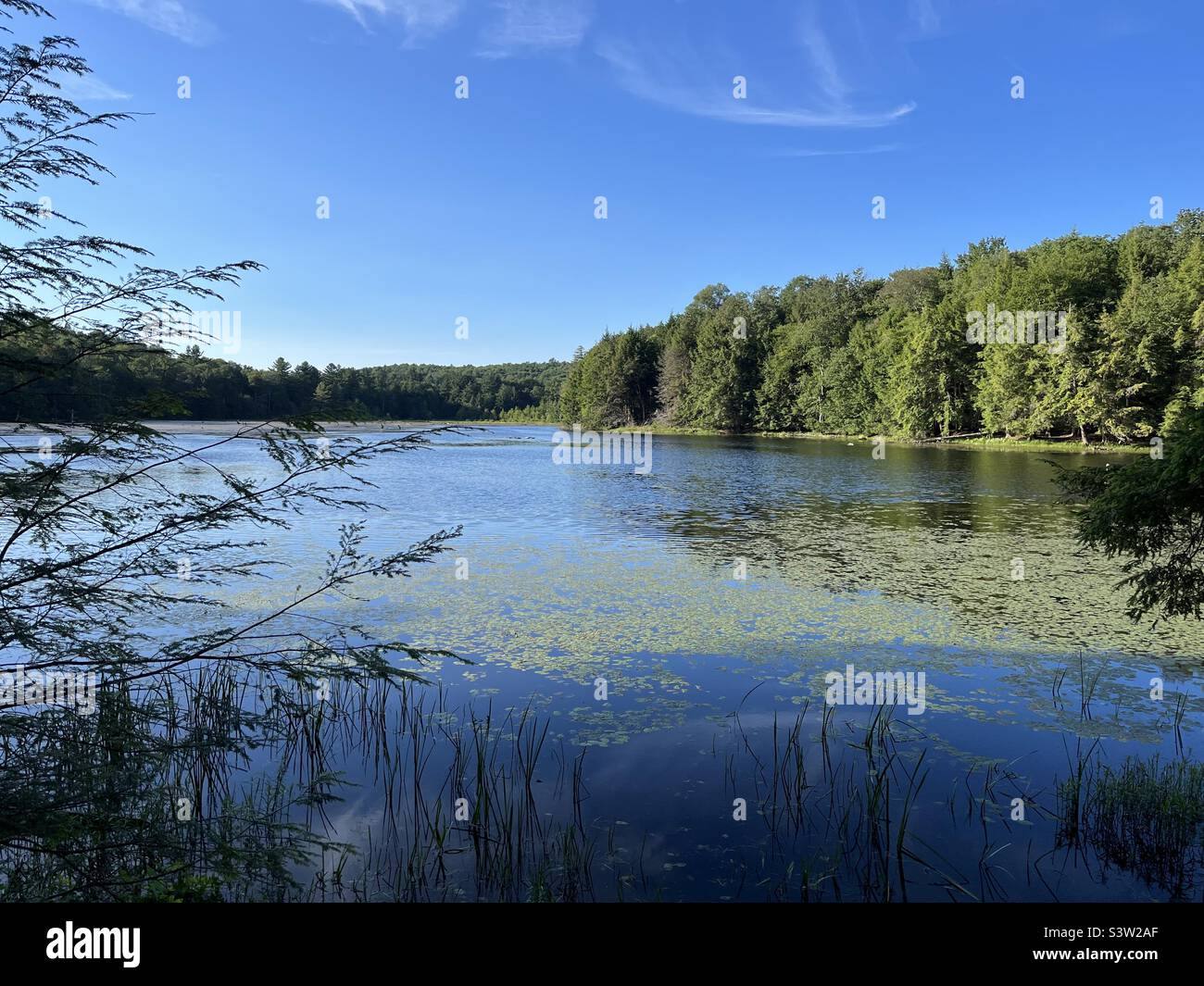 Hemlocks hi-res stock photography and images - Alamy