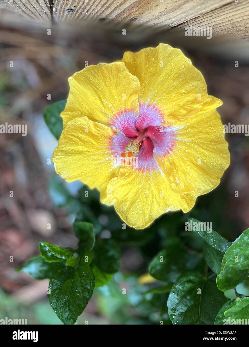Yellow hawaiian hibiscus hi-res stock photography and images - Alamy
