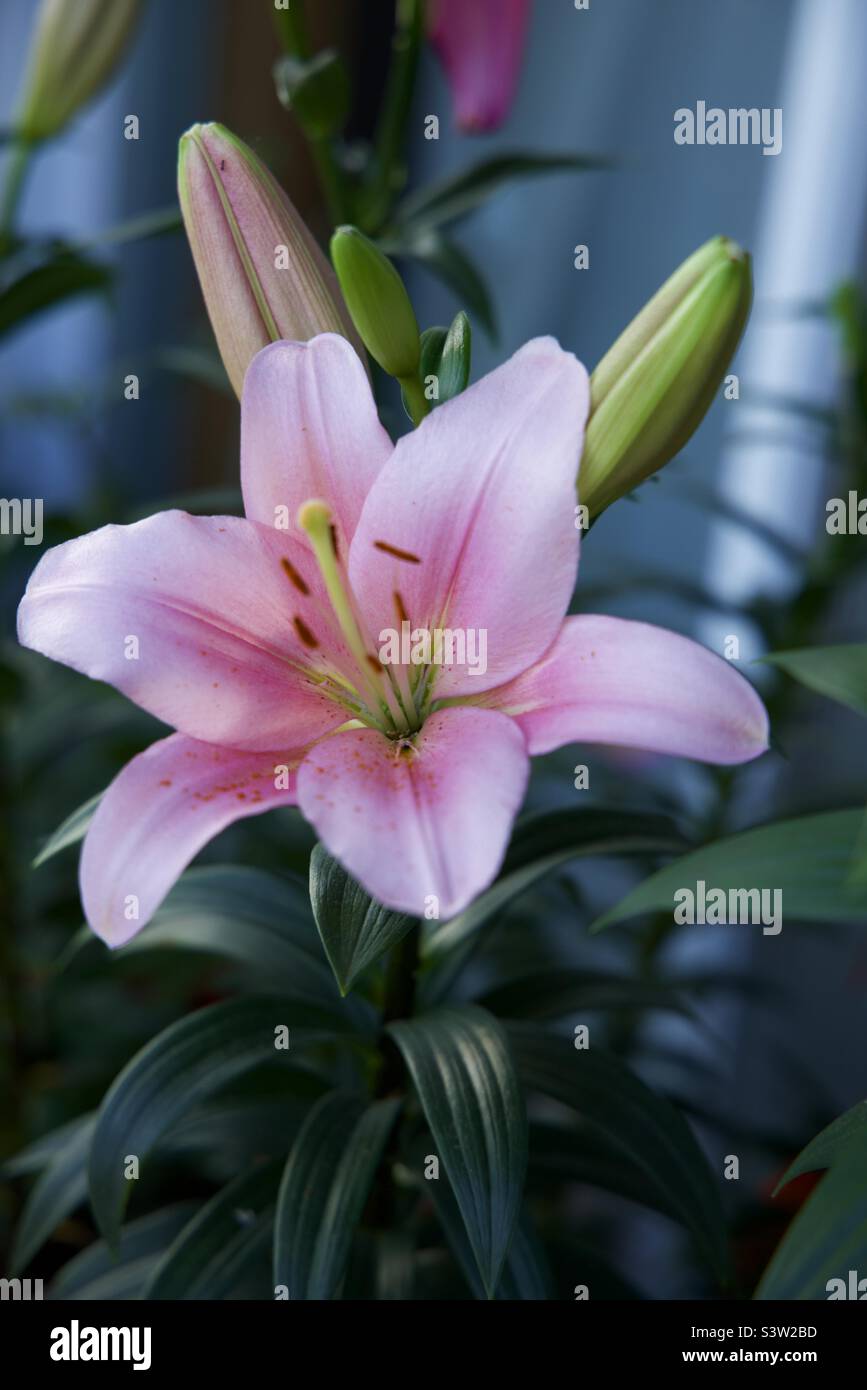 A perfect flower Stock Photo - Alamy