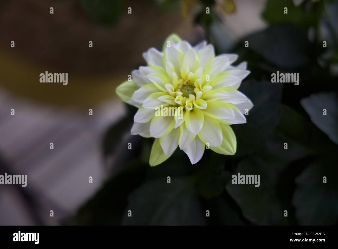 The perfect shoot Stock Photo - Alamy