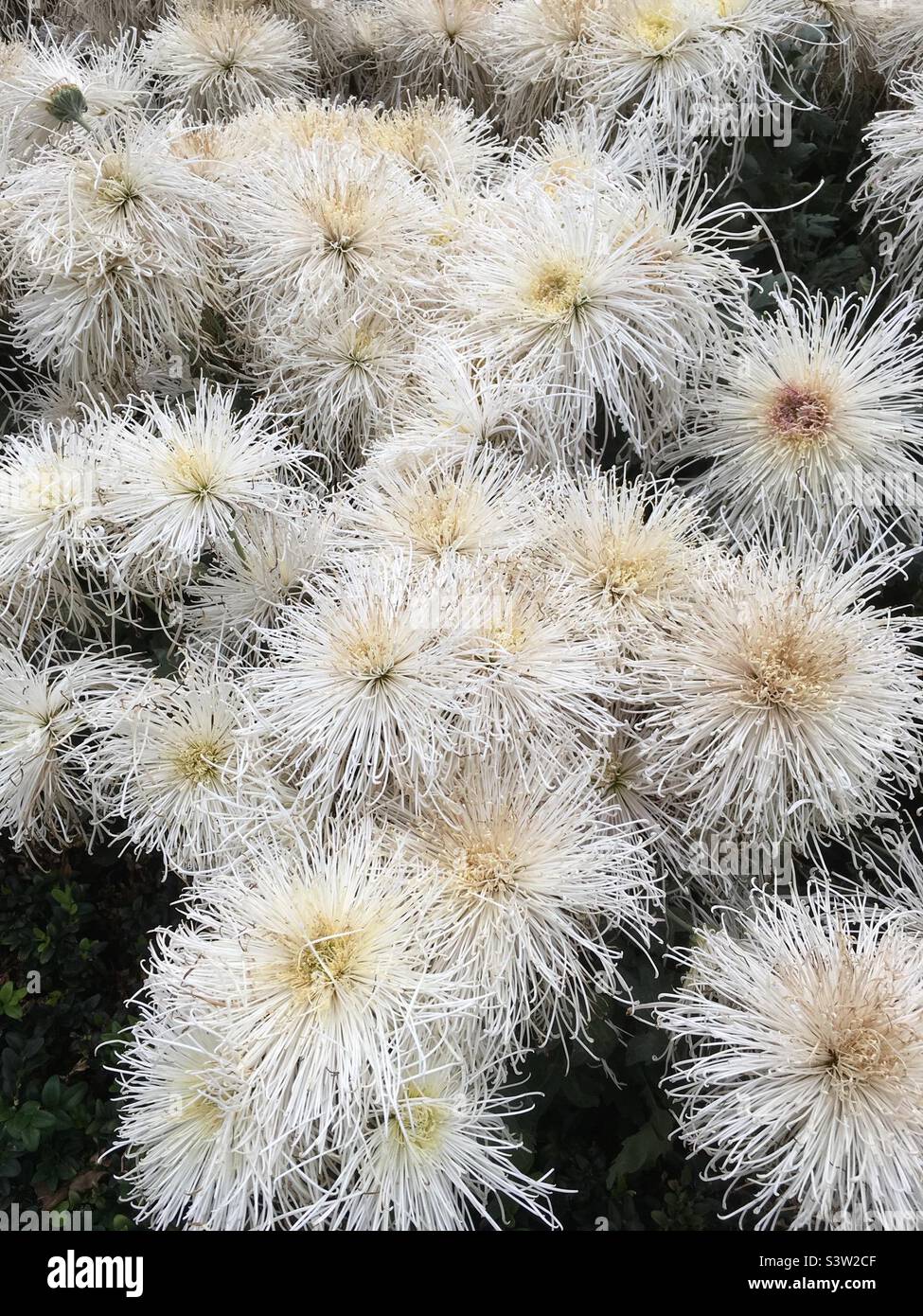 Fluffy white blooms hi-res stock photography and images - Alamy