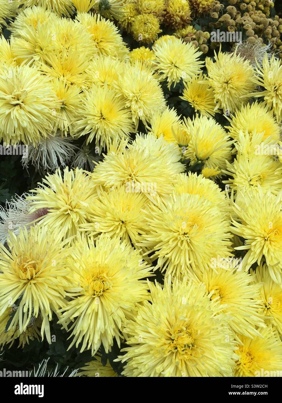 Chrysanthemum blooms hi-res stock photography and images - Alamy