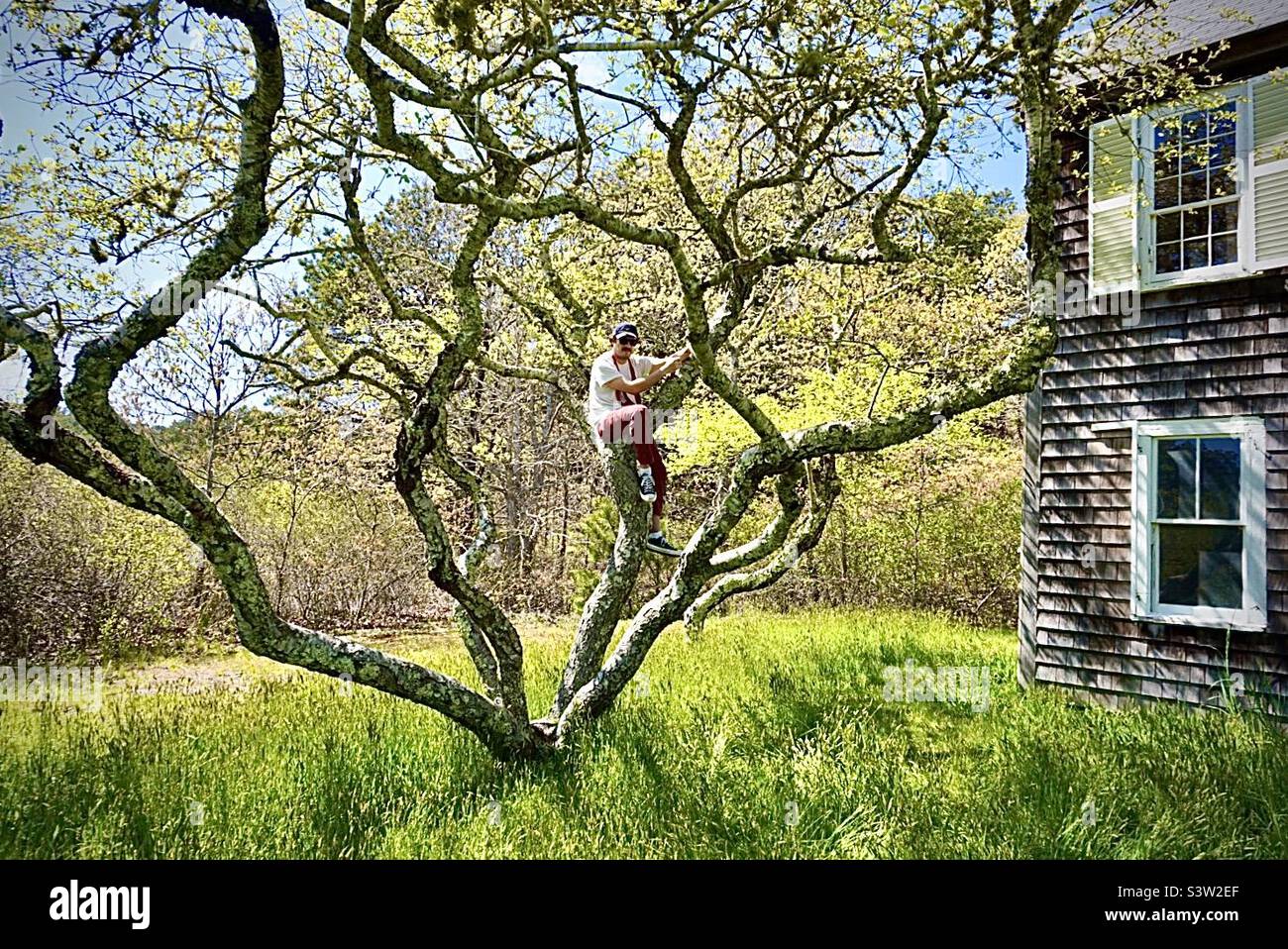 Man sitting in tree hi-res stock photography and images - Alamy