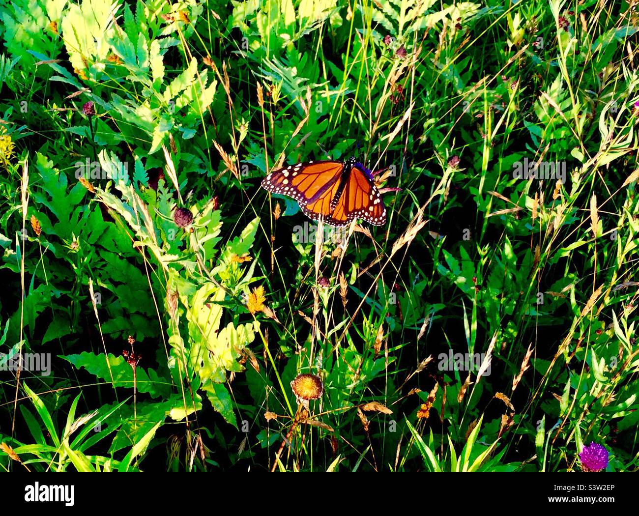 A lone Monarch butterfly seems lost in the meadow, Halifax, Nova Scotia ...