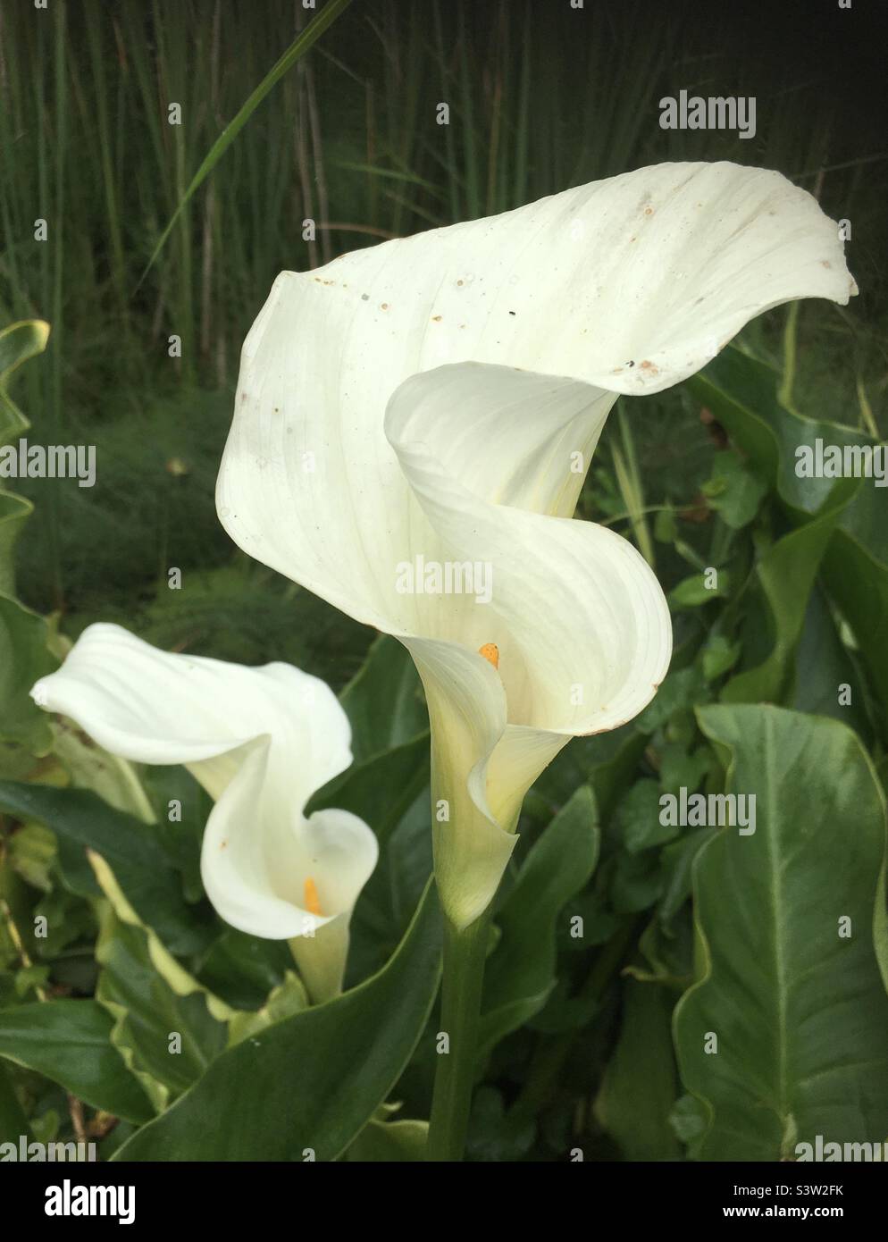 Calla lily, beauty, peace, cream, white, green, nature, beauty ...