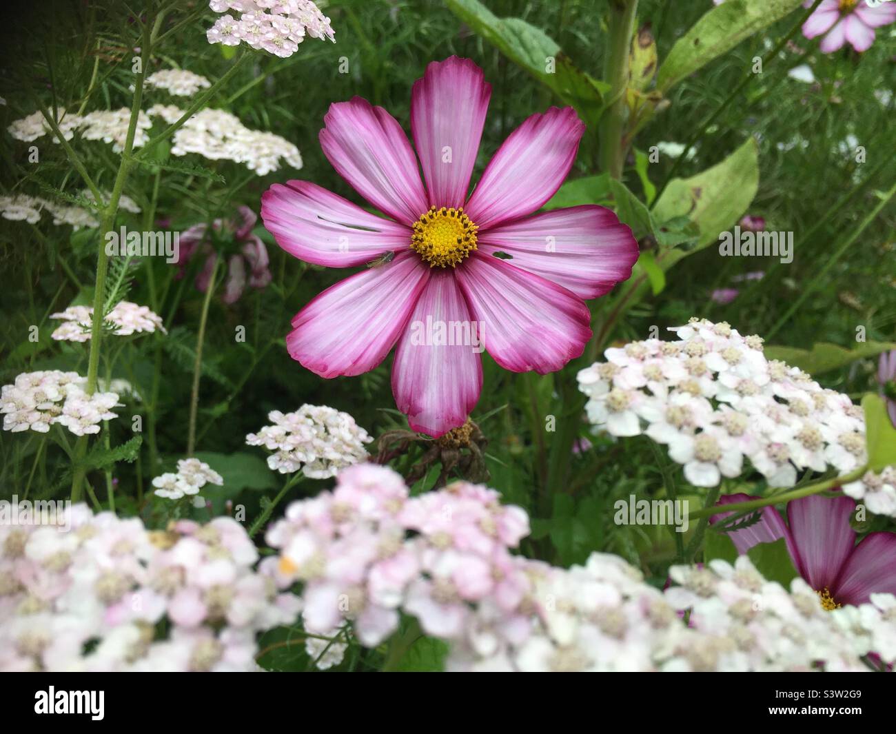 White and pink cosmos hi-res stock photography and images - Alamy