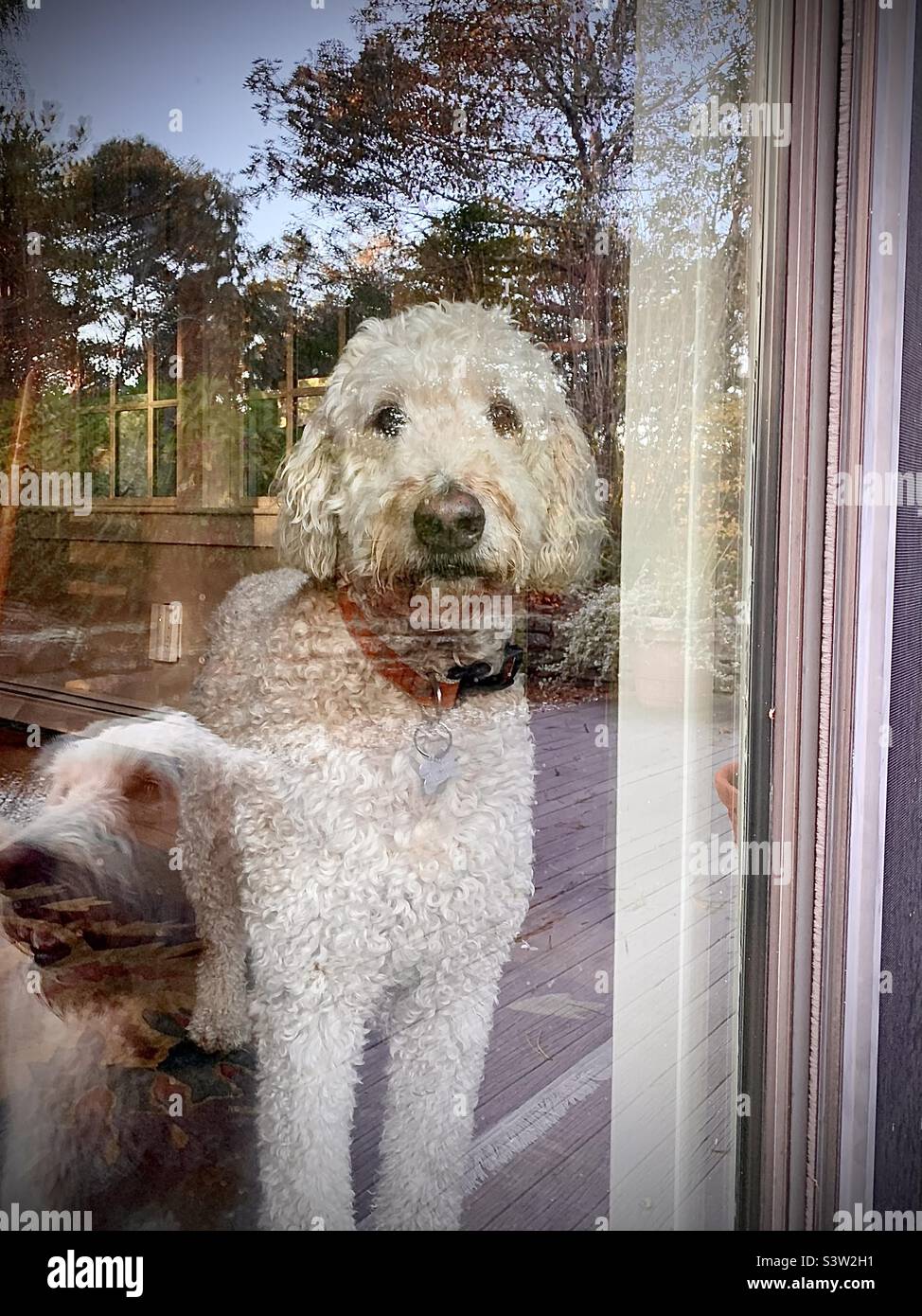 Dog reflection on glass door hi-res stock photography and images - Alamy