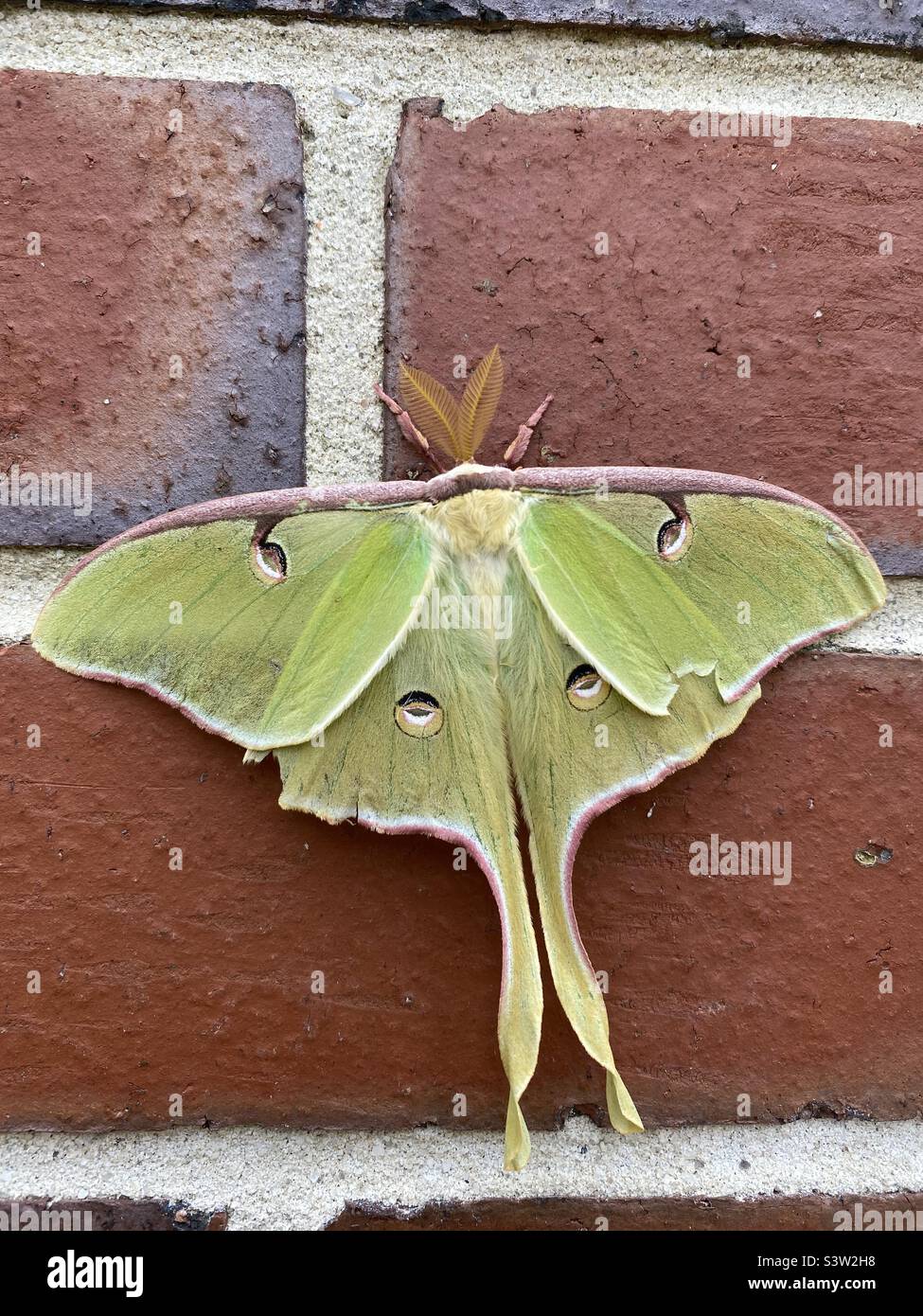 Brick moth hi-res stock photography and images - Alamy