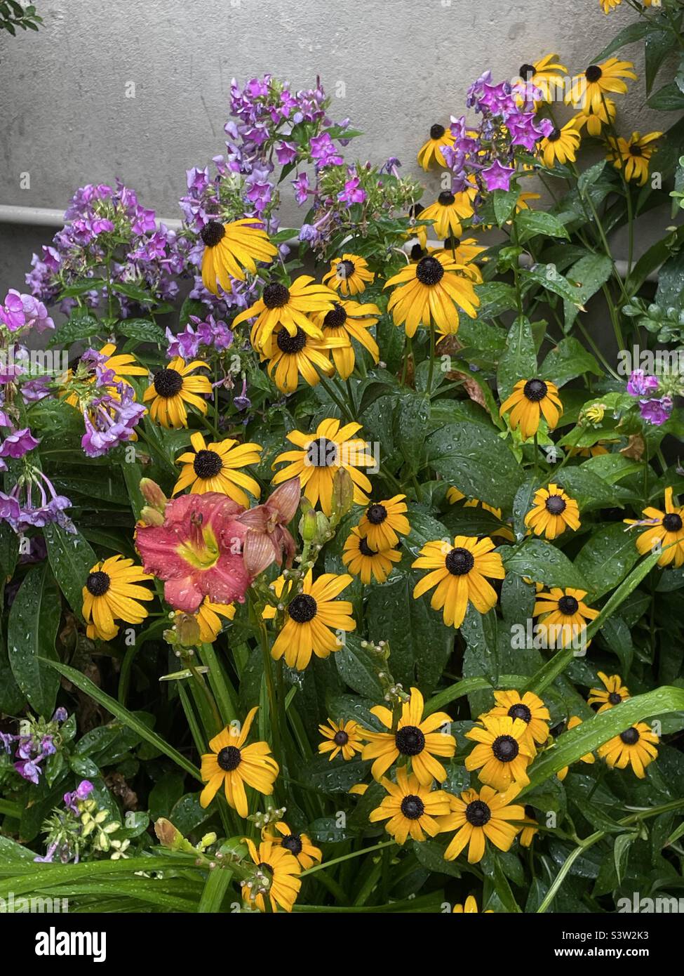 Blackeyed Susans in a planter Stock Photo - Alamy