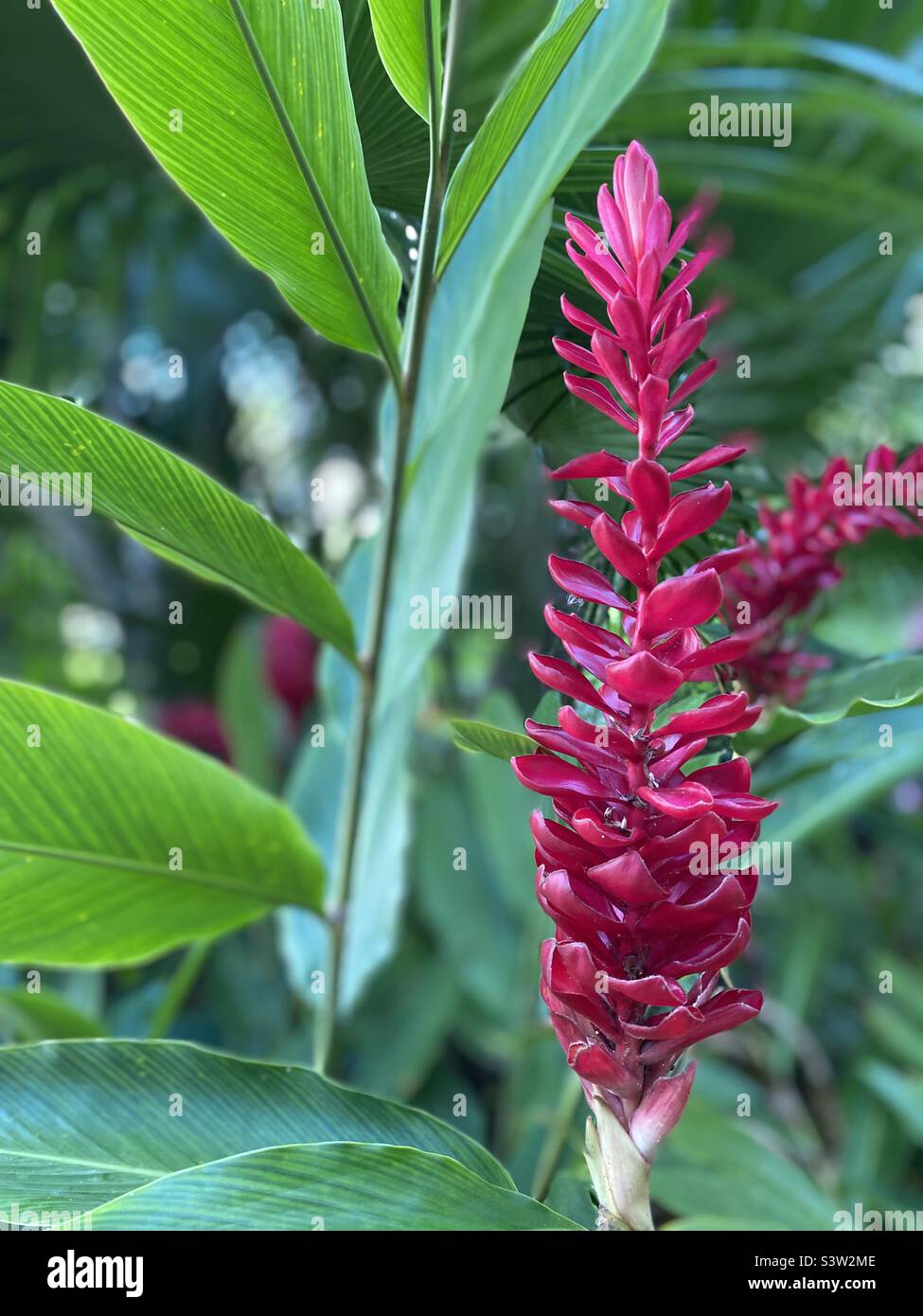Fushia hi-res stock photography and images - Alamy