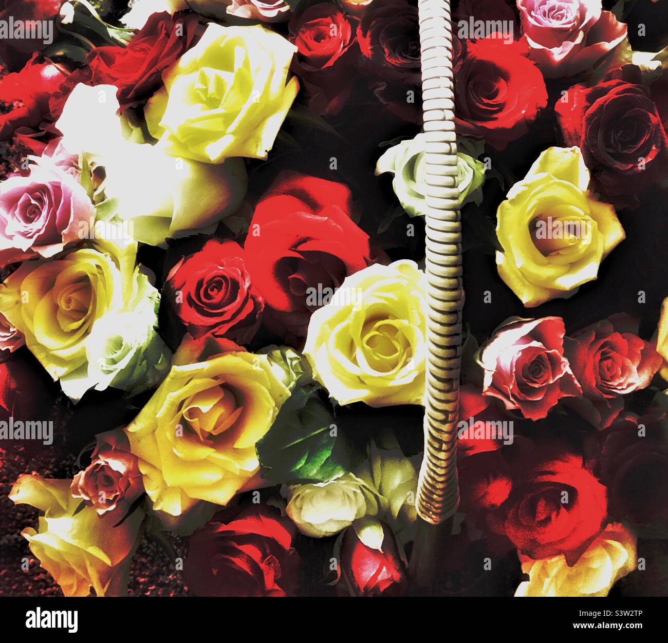 Full of roses hi-res stock photography and images - Alamy