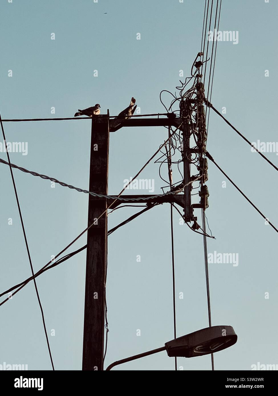 Birds on a wirs Stock Photo - Alamy