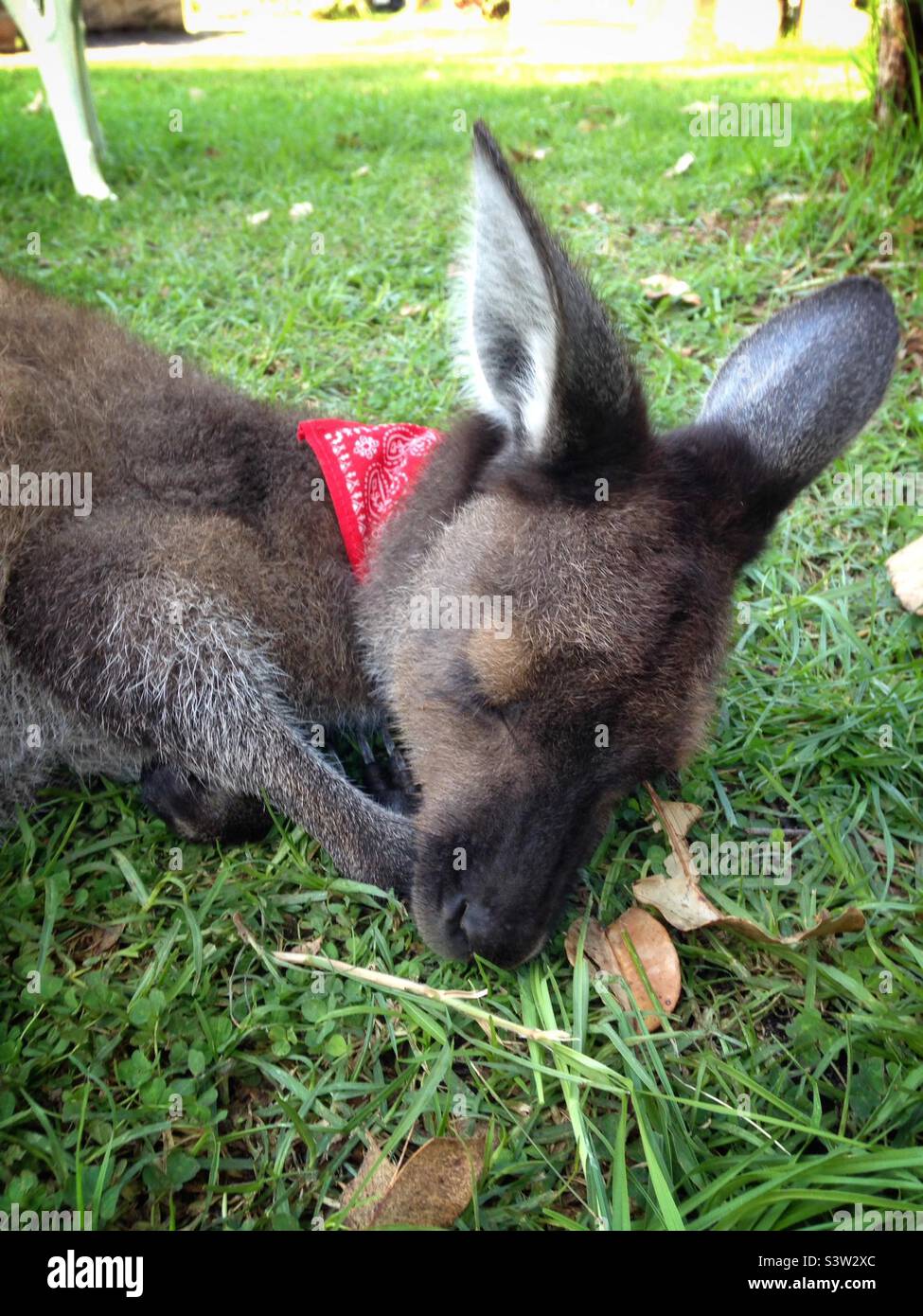 Sleepy Kangaroo Wearing Bandana Stock Photo - Alamy