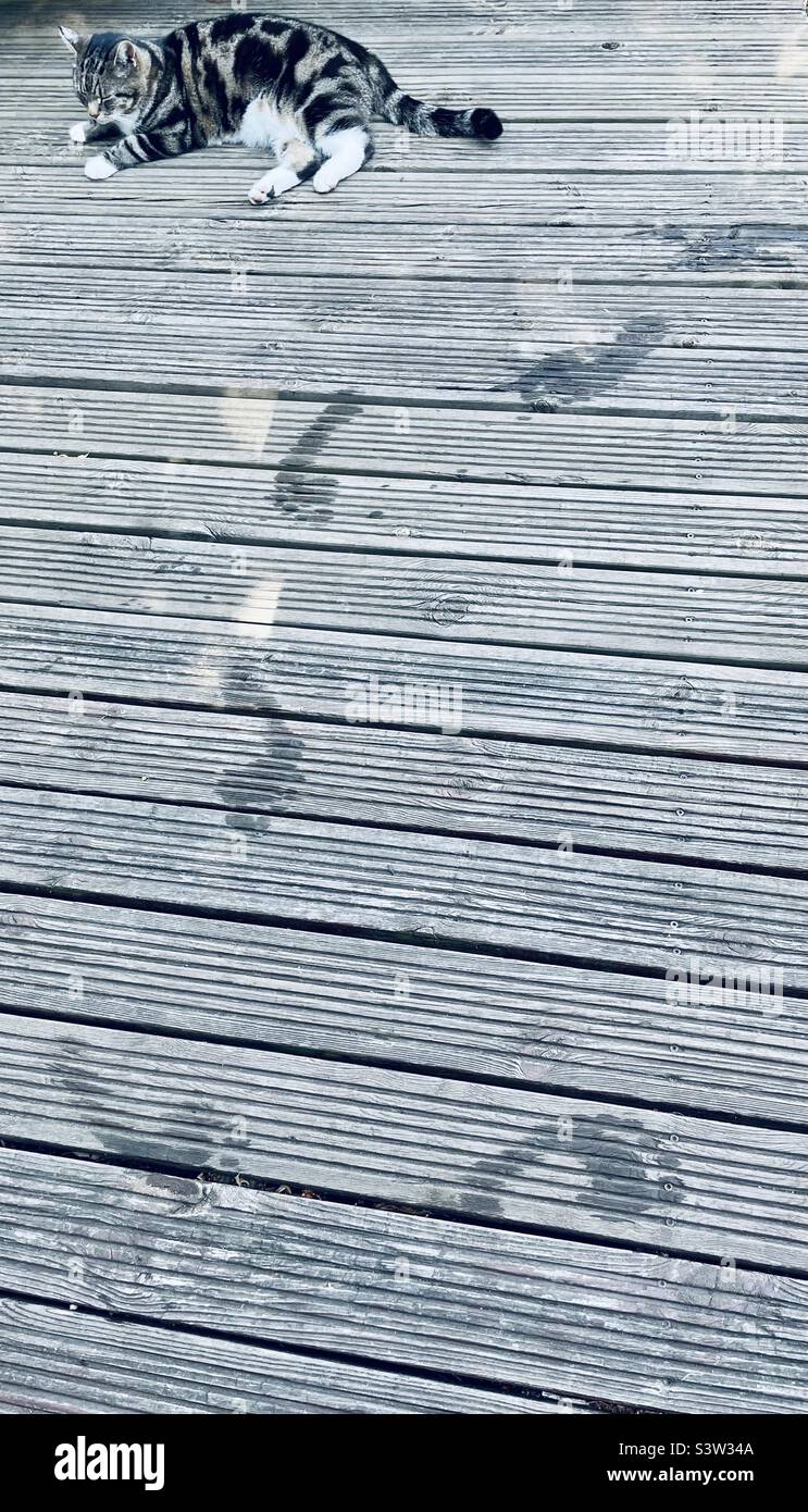 Nothing to do with me! Cat lays next to human wet footprints on wooden ...