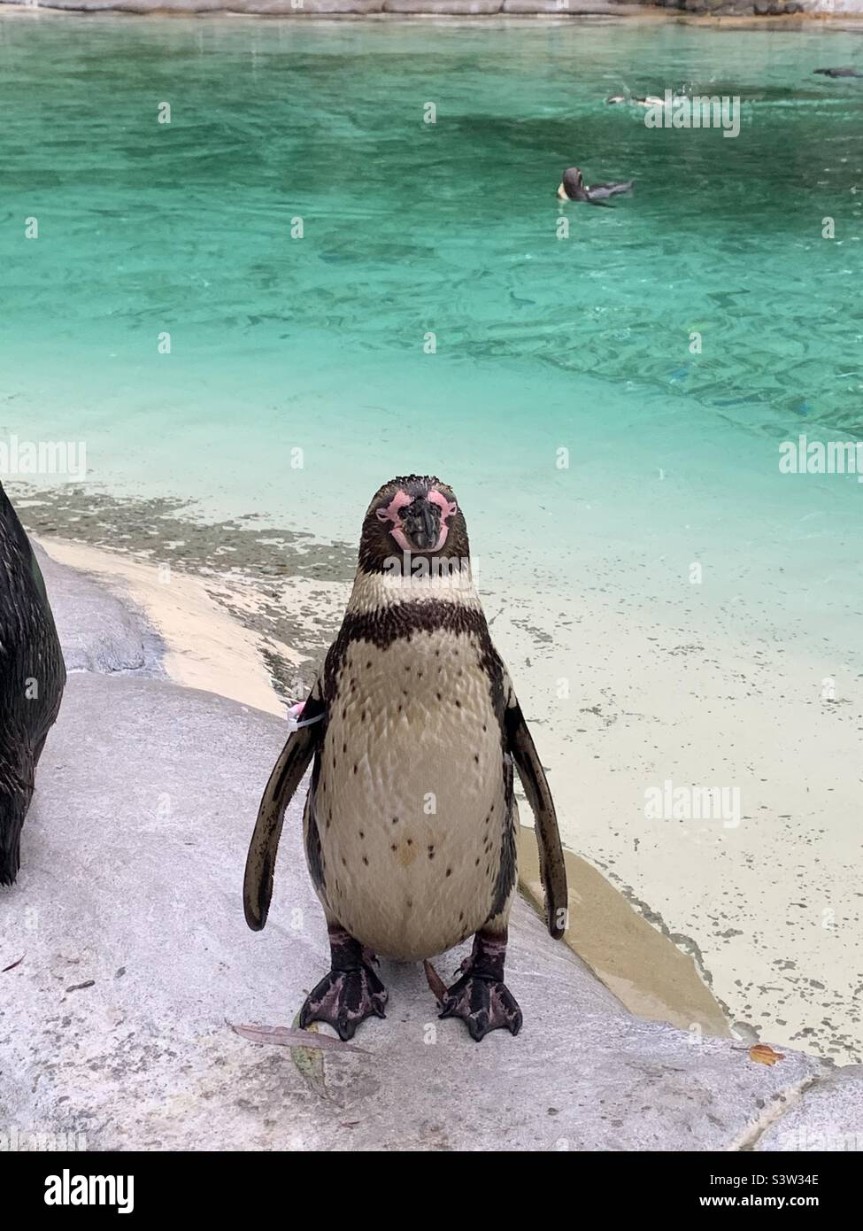 Penguin on beach hi-res stock photography and images - Alamy