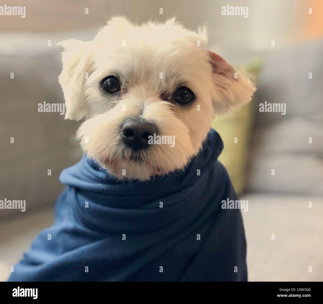 Dog wrapped up in blanket hi-res stock photography and images - Alamy