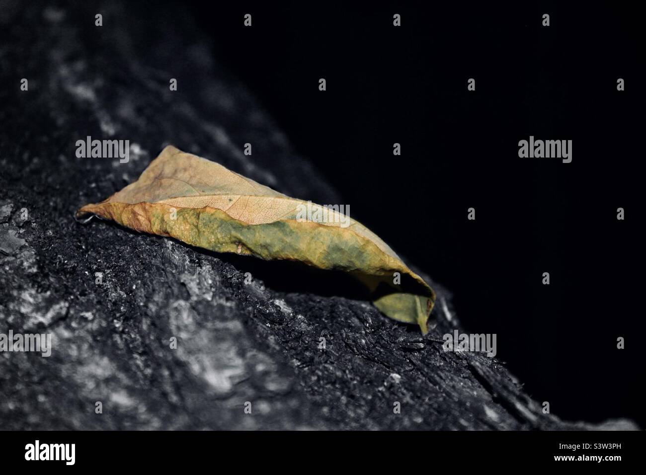 Enhancing the color from a leaf and taking the color away from ...