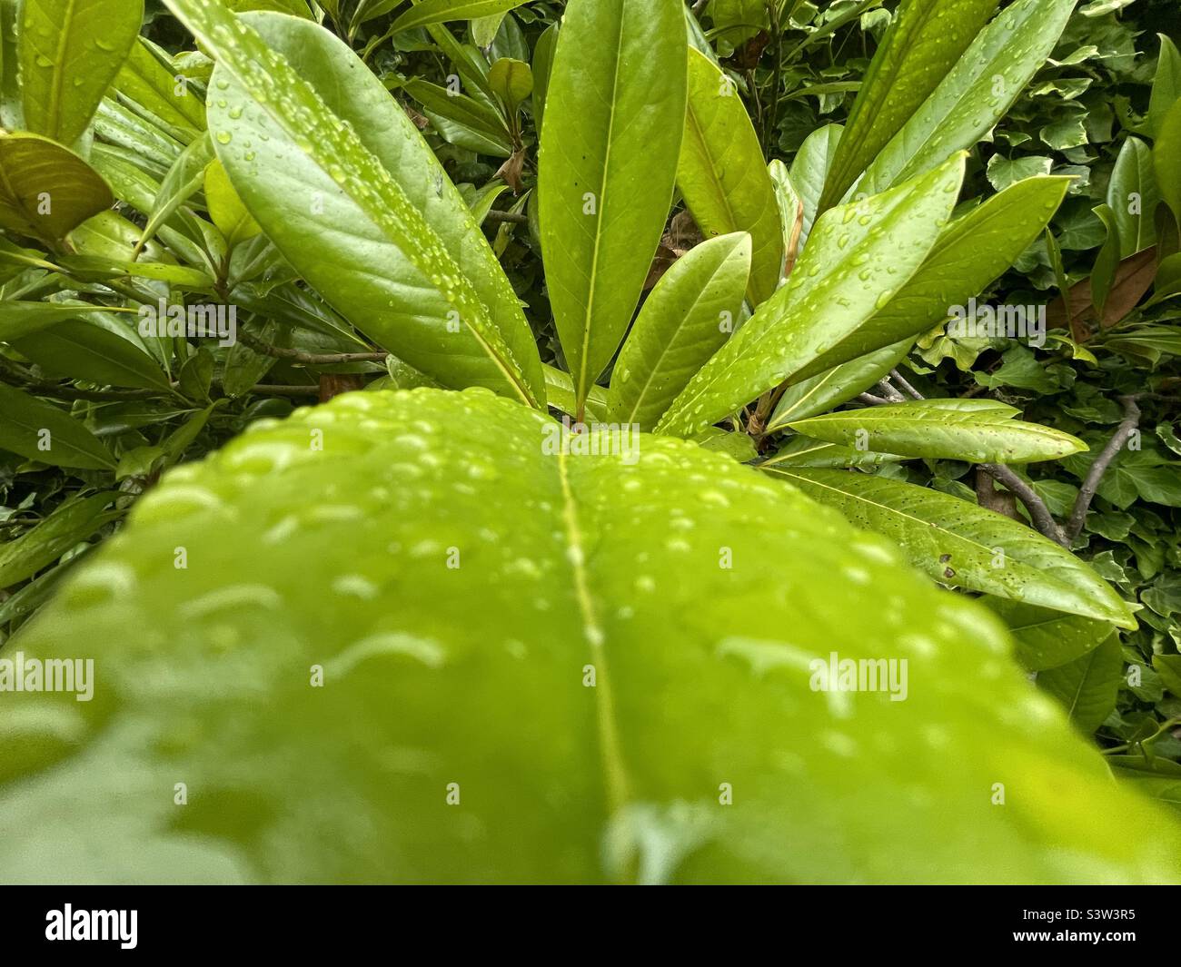 Bugs view hi-res stock photography and images - Alamy