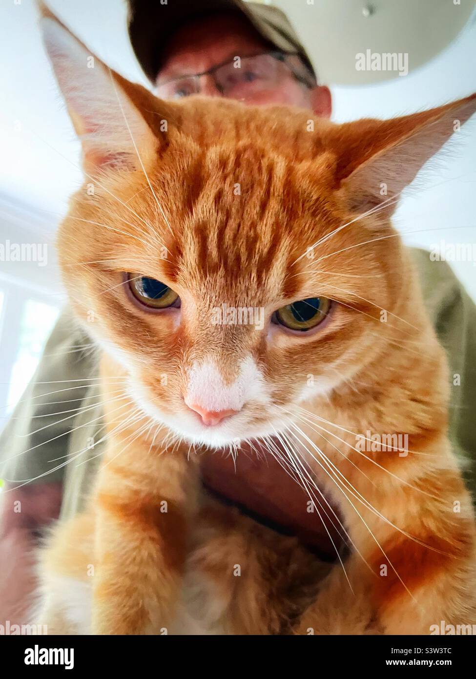 Ginger tabby cat Stock Photo - Alamy