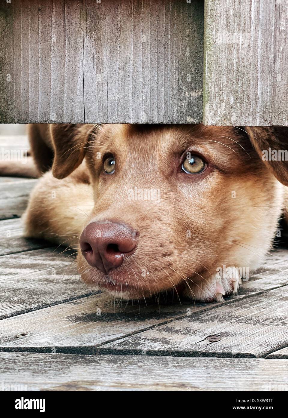 A puppy looking up underneath a wooden fence Stock Photo - Alamy