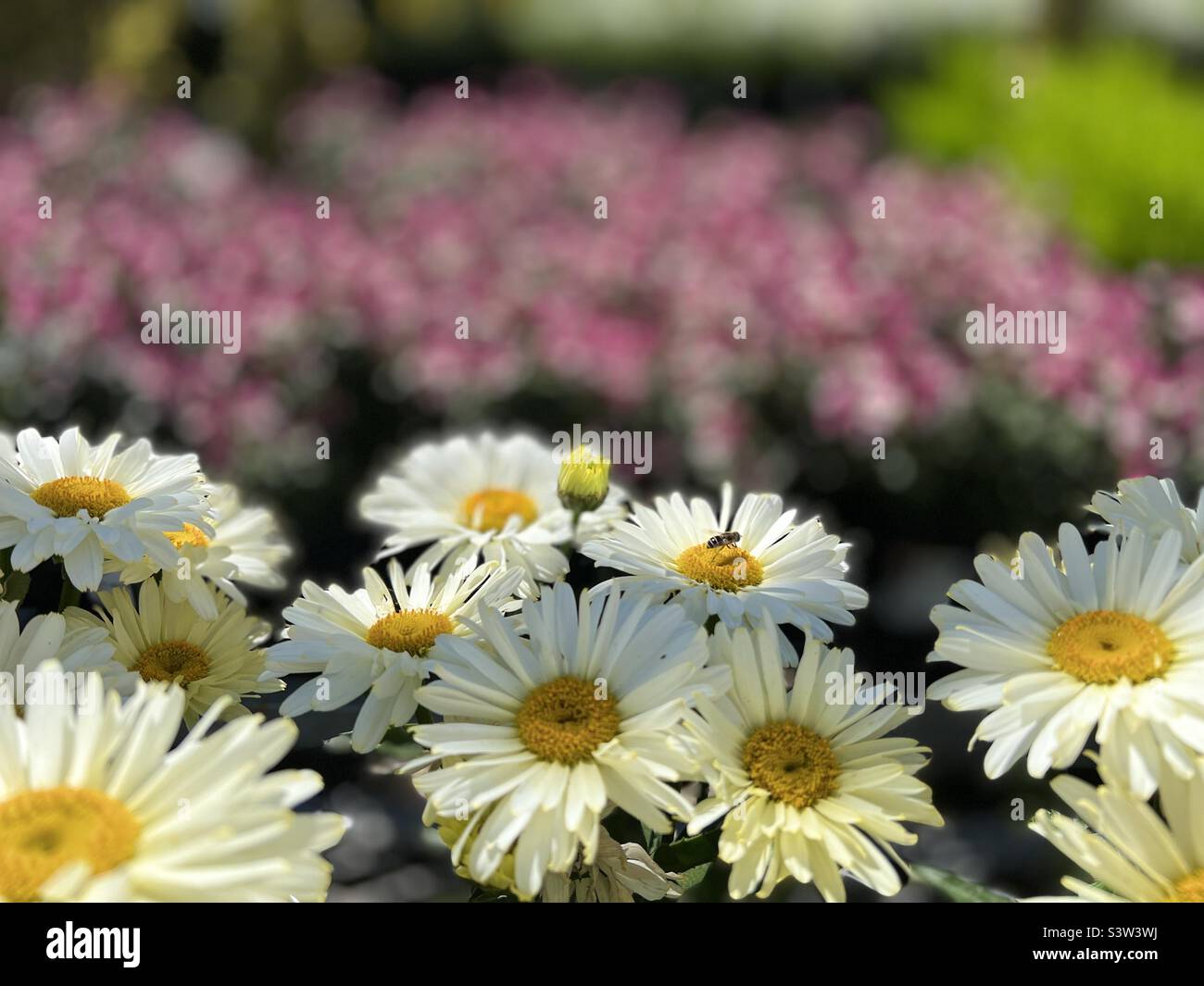Phosphor sunflower hi-res stock photography and images - Alamy