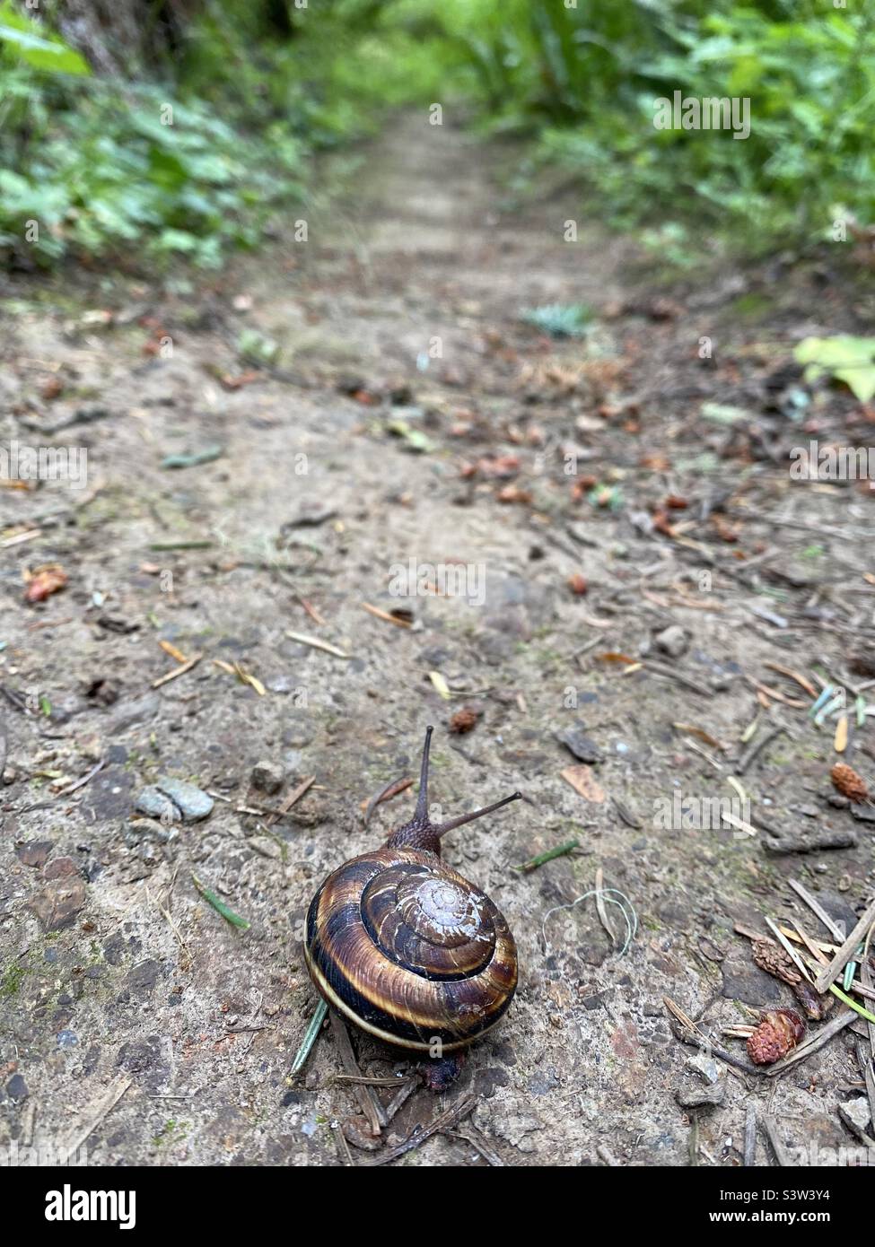 Snail trail Olympic peninsula Stock Photo - Alamy