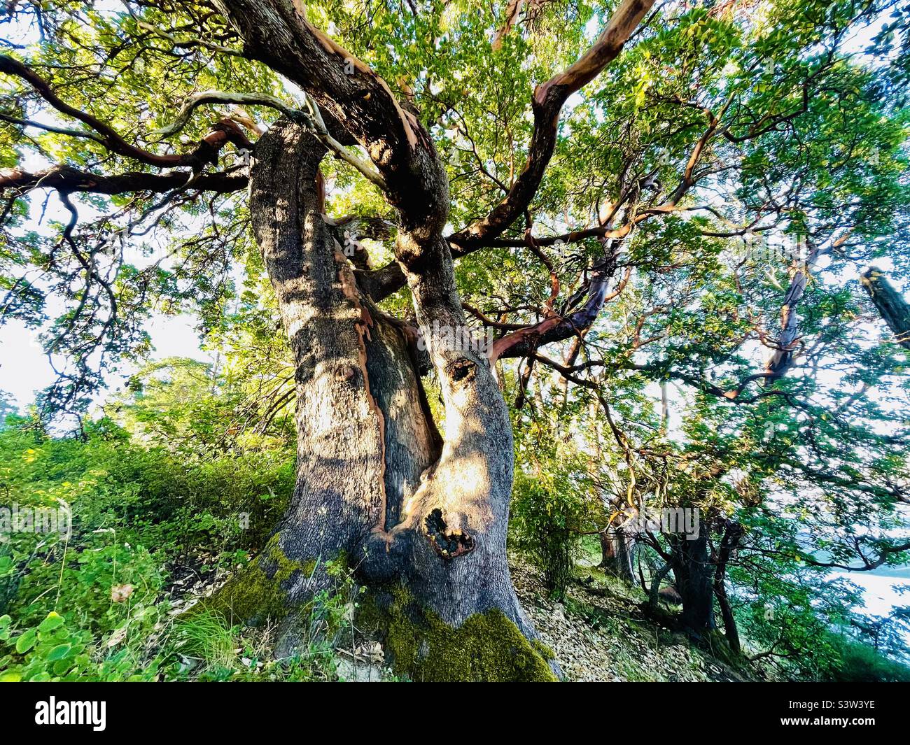 Arbutus trees hi-res stock photography and images - Alamy