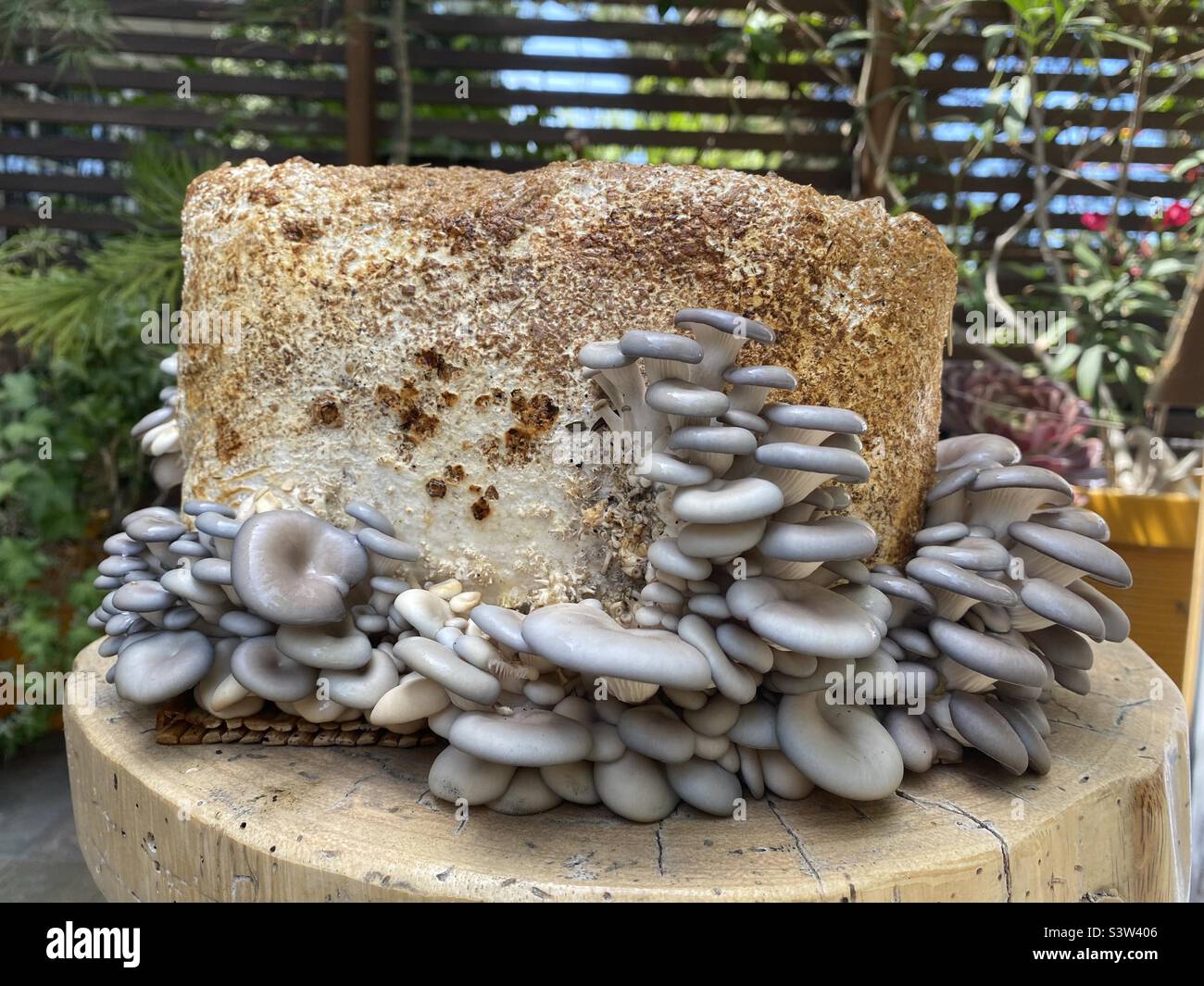 Growing at home hi-res stock photography and images - Alamy