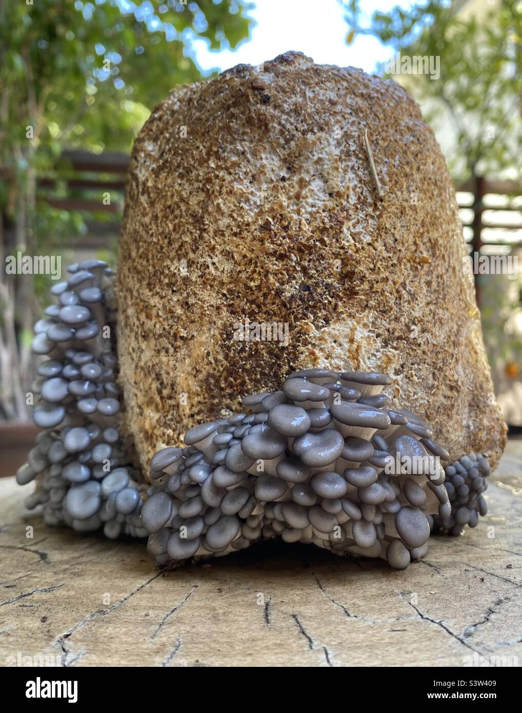 Home mushroom growing hi-res stock photography and images - Alamy