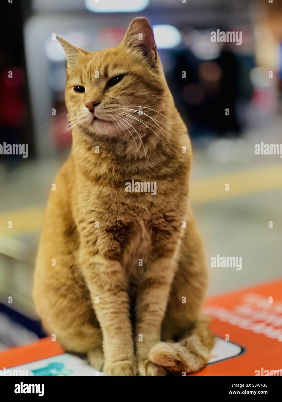 Yellow Cat stand like lion Stock Photo - Alamy