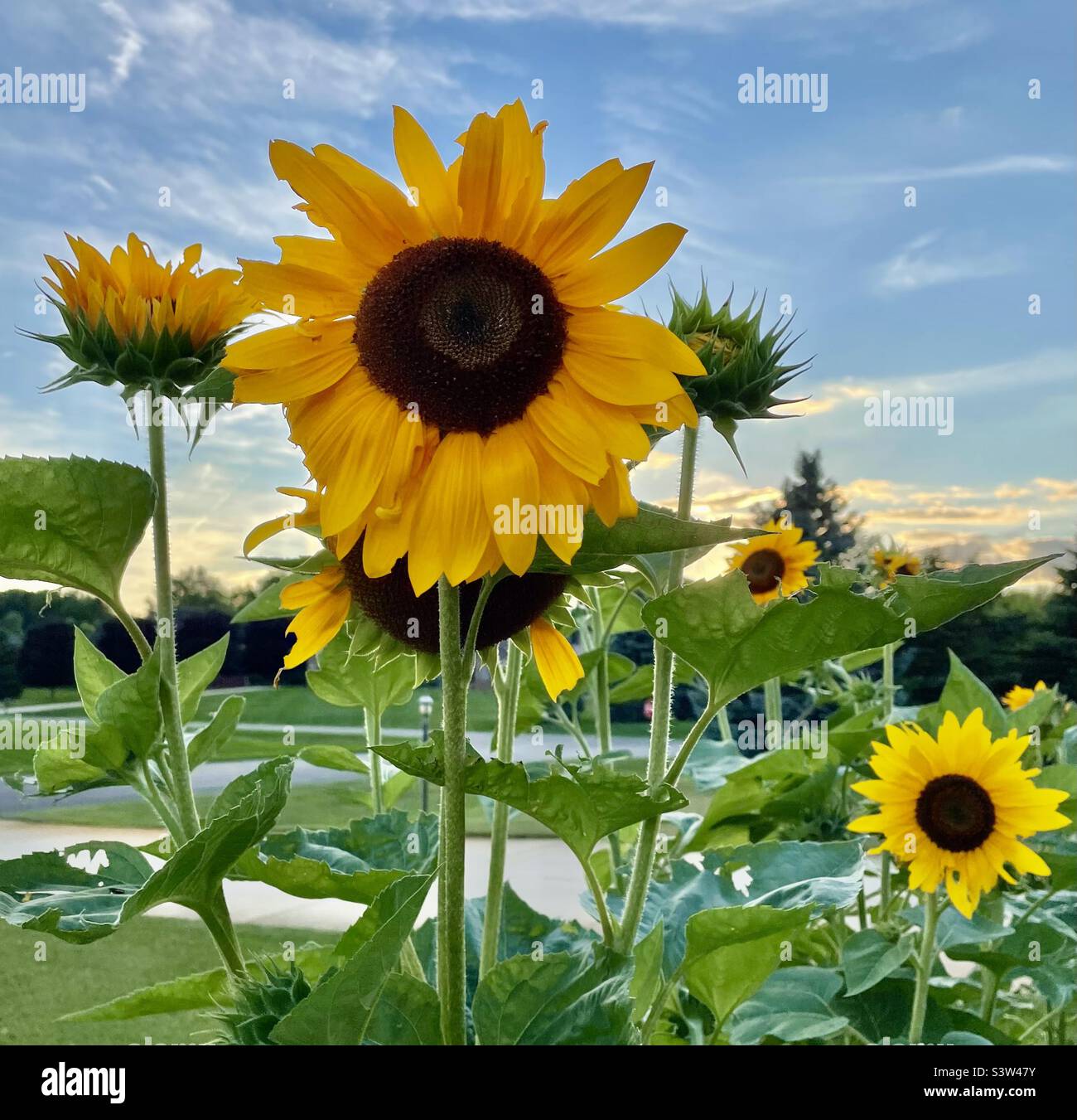 Giant sunflowers hi-res stock photography and images - Alamy