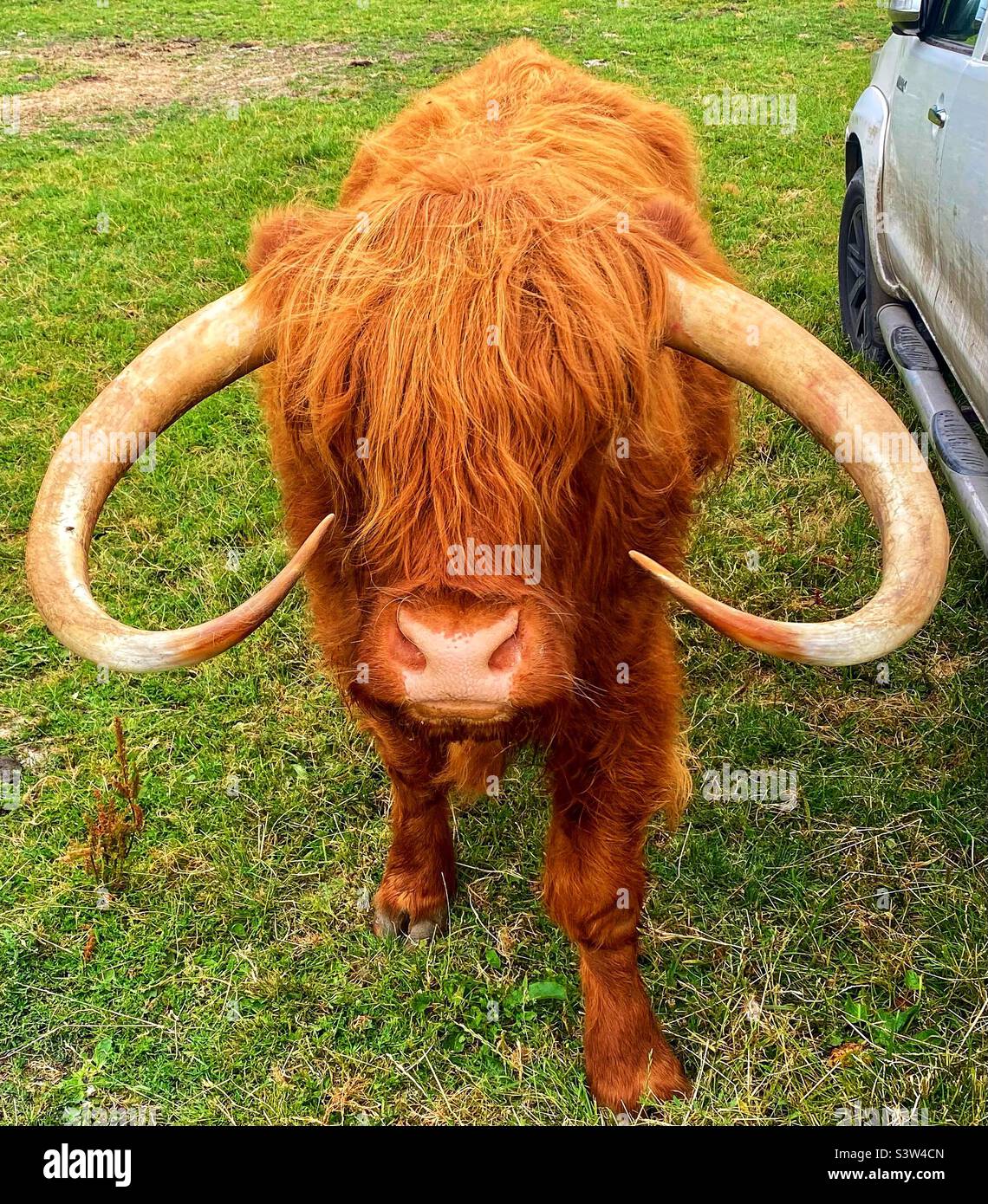 Highland bull. Dorchester Stock Photo - Alamy