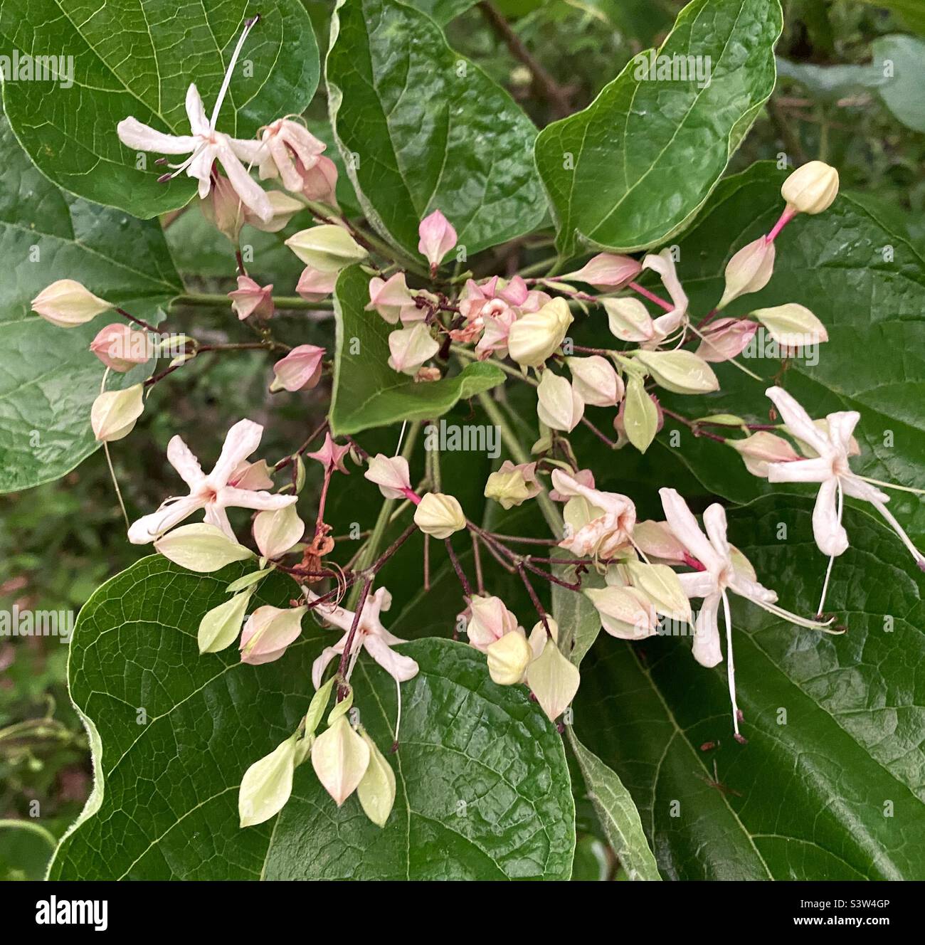 Clerodendrum trichotomum clerodendrum hi-res stock photography and ...