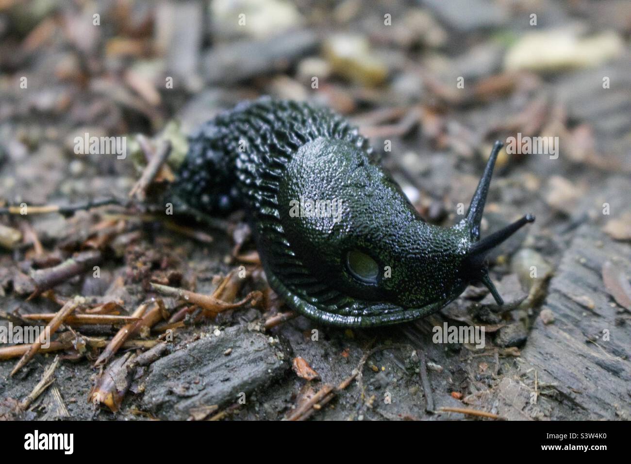 Slug crawling hi-res stock photography and images - Alamy