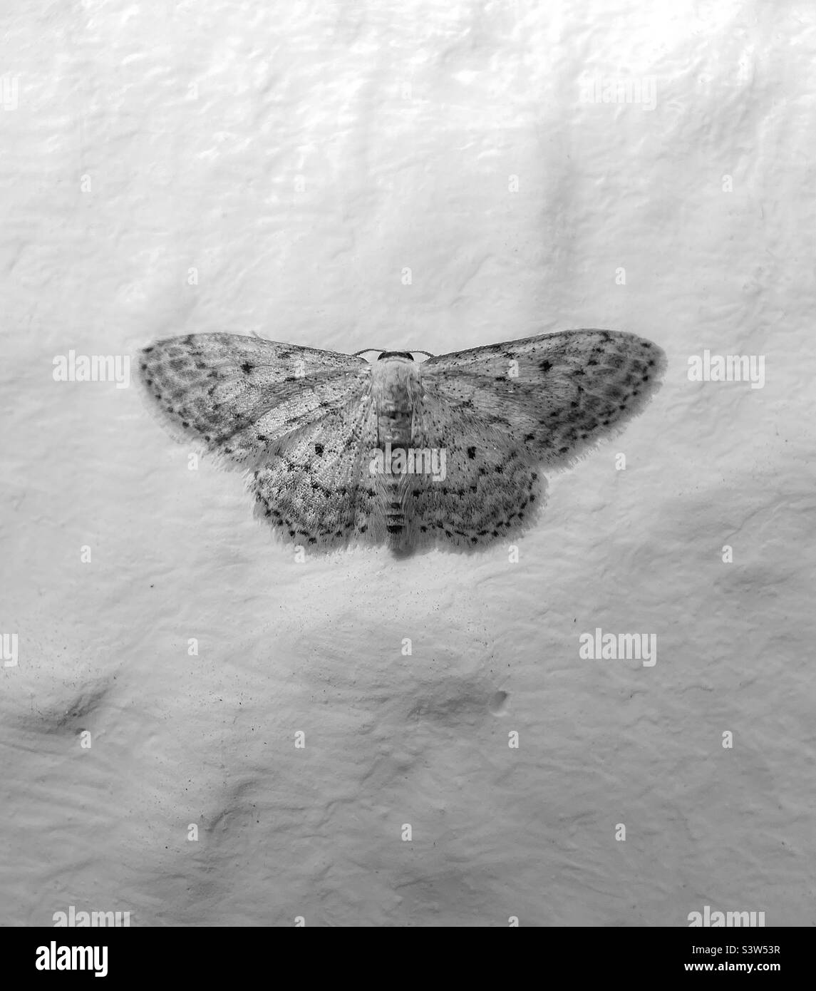 Black moth Black and White Stock Photos & Images - Alamy