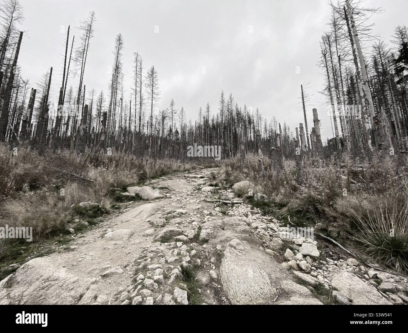 Dead forest hi-res stock photography and images - Alamy