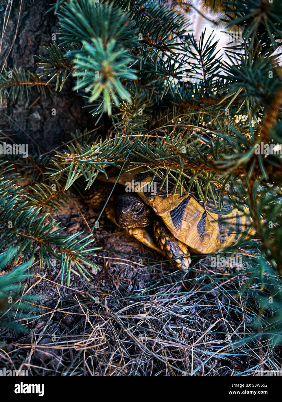 Turtle hiding hi-res stock photography and images - Alamy