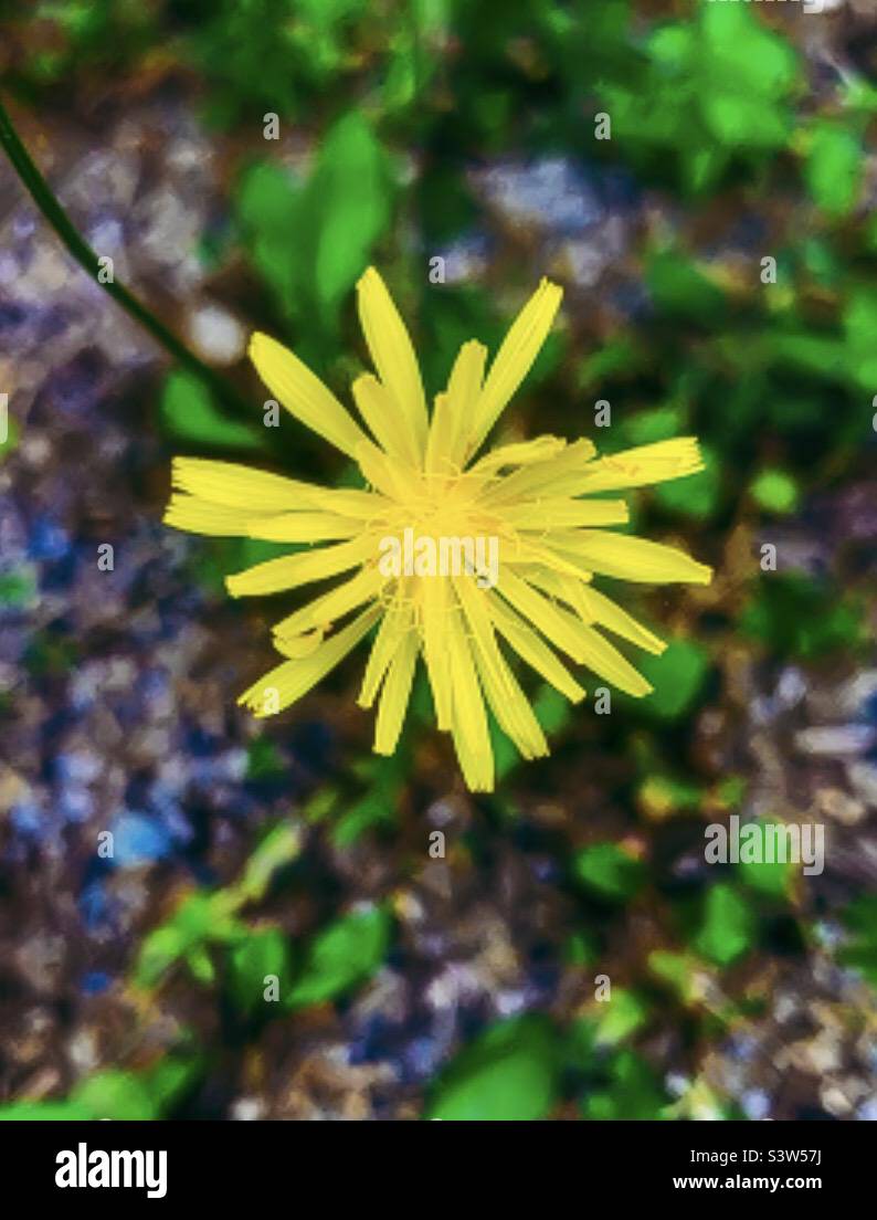 Yellow is nice hi-res stock photography and images - Alamy