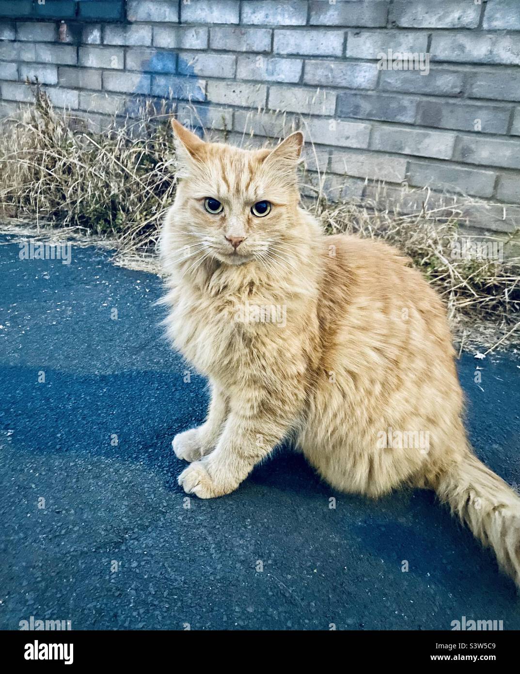 Fluffy ginger cat sitting on pavement Stock Photo - Alamy